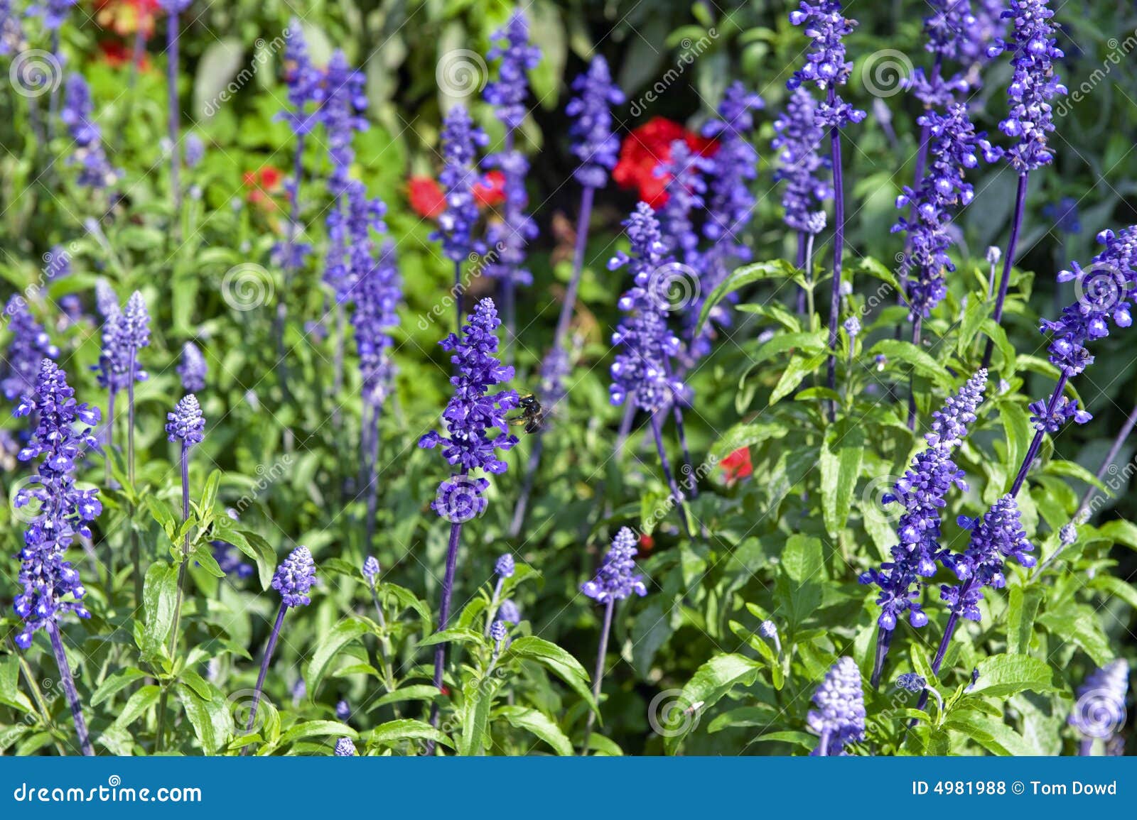 Violet garden flowers stock photo. Image of beautiful - 4981988