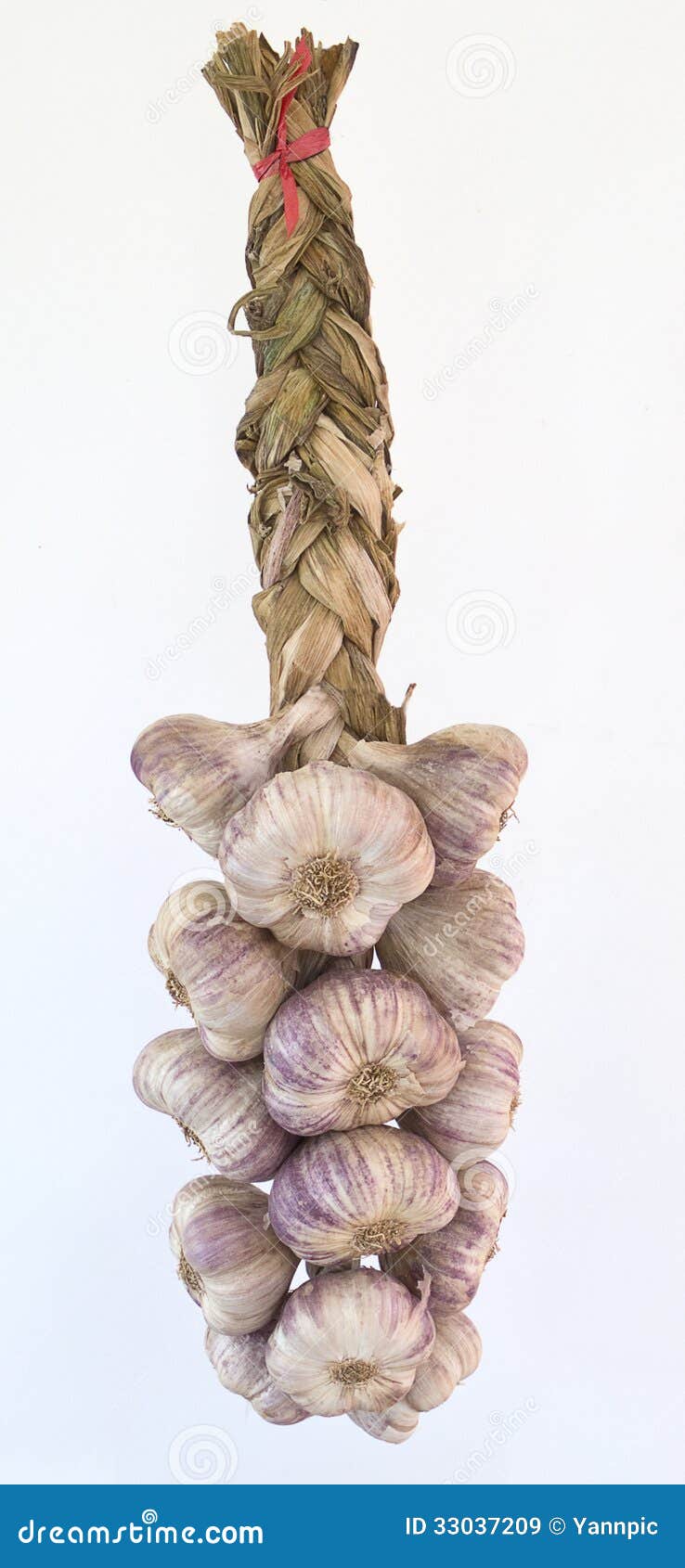 Violet Garlic in Plaited String Stock Image - Image of string, flavours ...