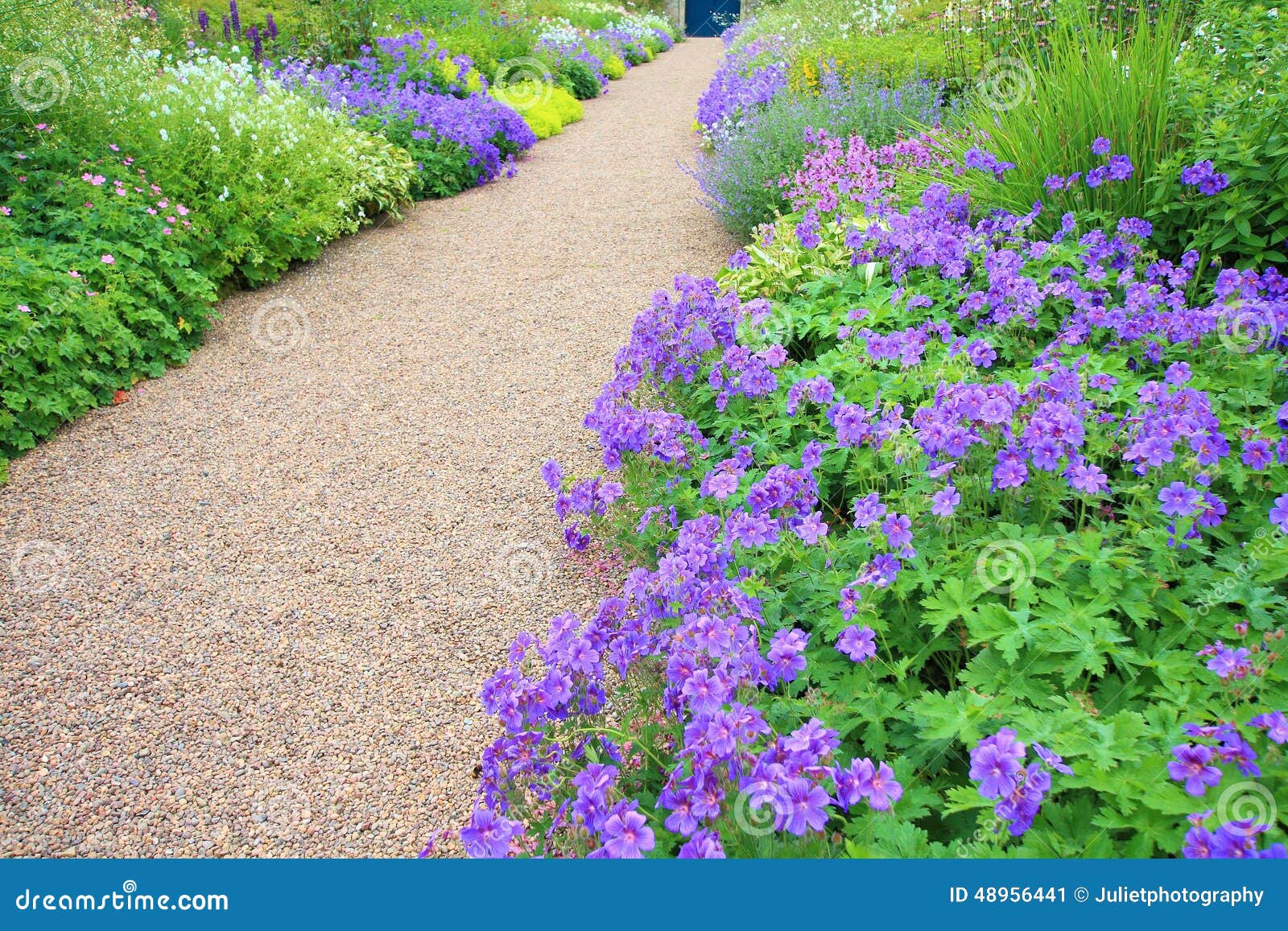 Violet Geranium Flowers Along the Path Stock Image - Image of path ...