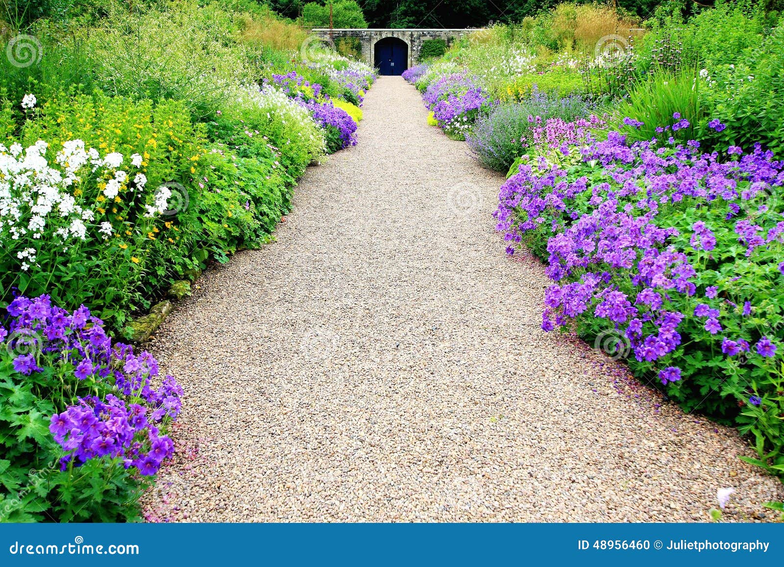 Violet Geranium Flowers Along the Path Stock Photo - Image of garden ...
