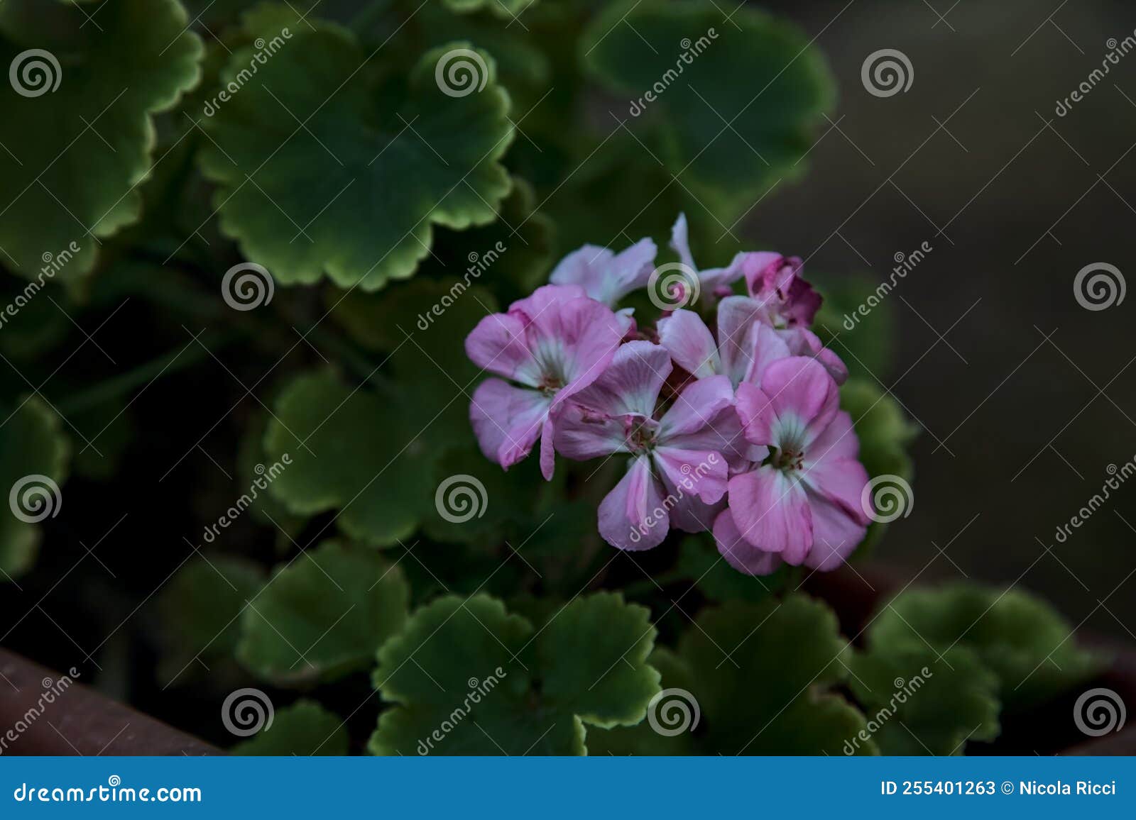 Violet Geranium with Leaves Seen Up Close Stock Image - Image of ...