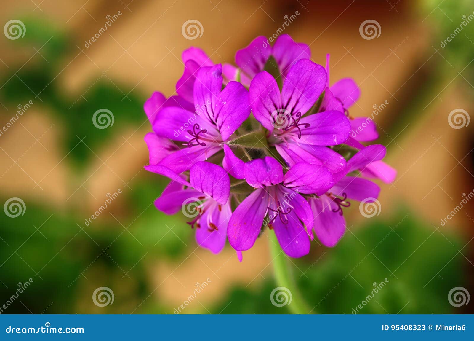 Violet Geranium stock image. Image of closeup, blossoms - 95408323