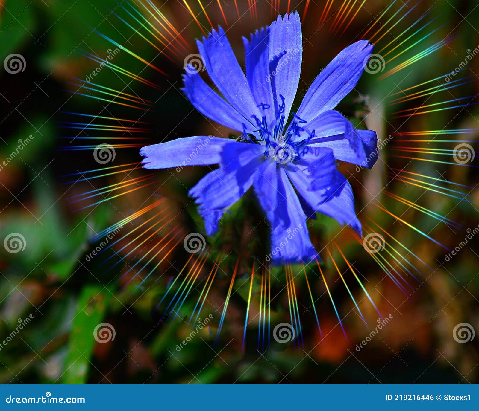 Violet flower explosion stock photo. Image of violent - 219216446