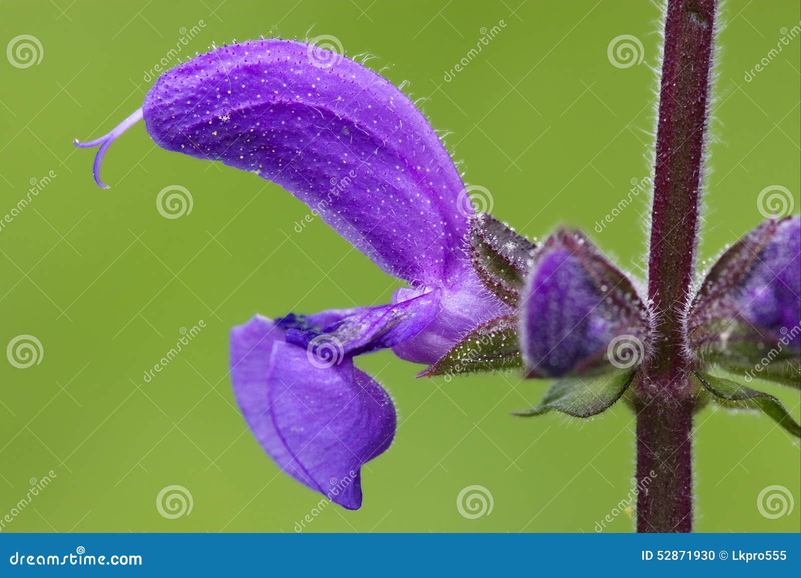 Violet Glechoma Hederacea Hirsuta Labiate Stock Photo - Image of ...