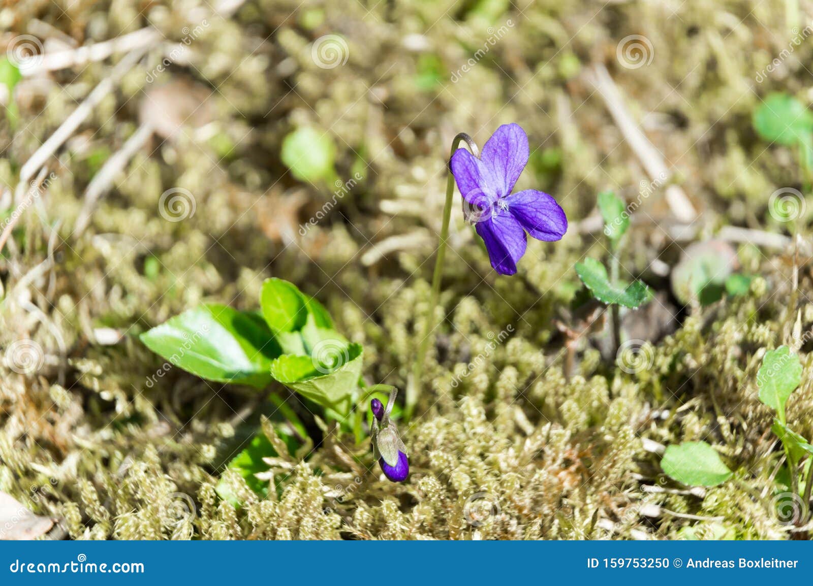Violet on Green Moss Genus Viola Stock Photo - Image of forest, nature ...