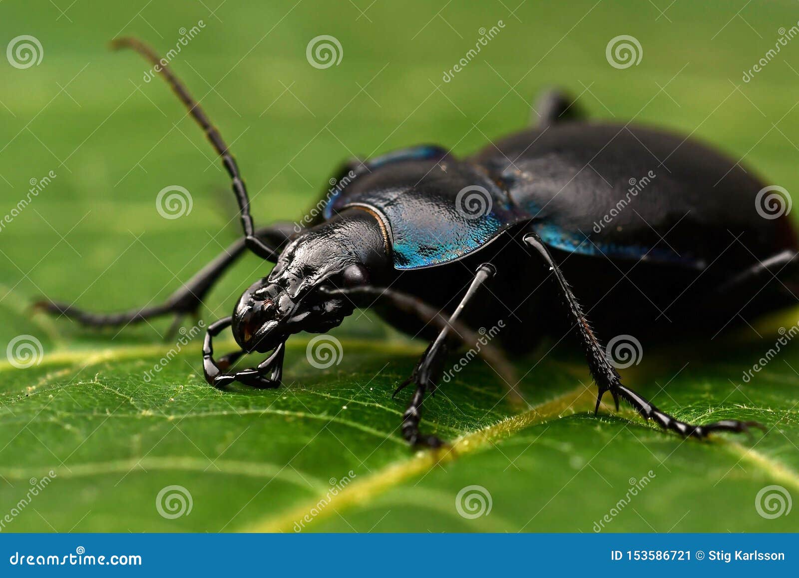 Violet Ground Beetle, Carabus Violaceus in Close-up Stock Image - Image ...
