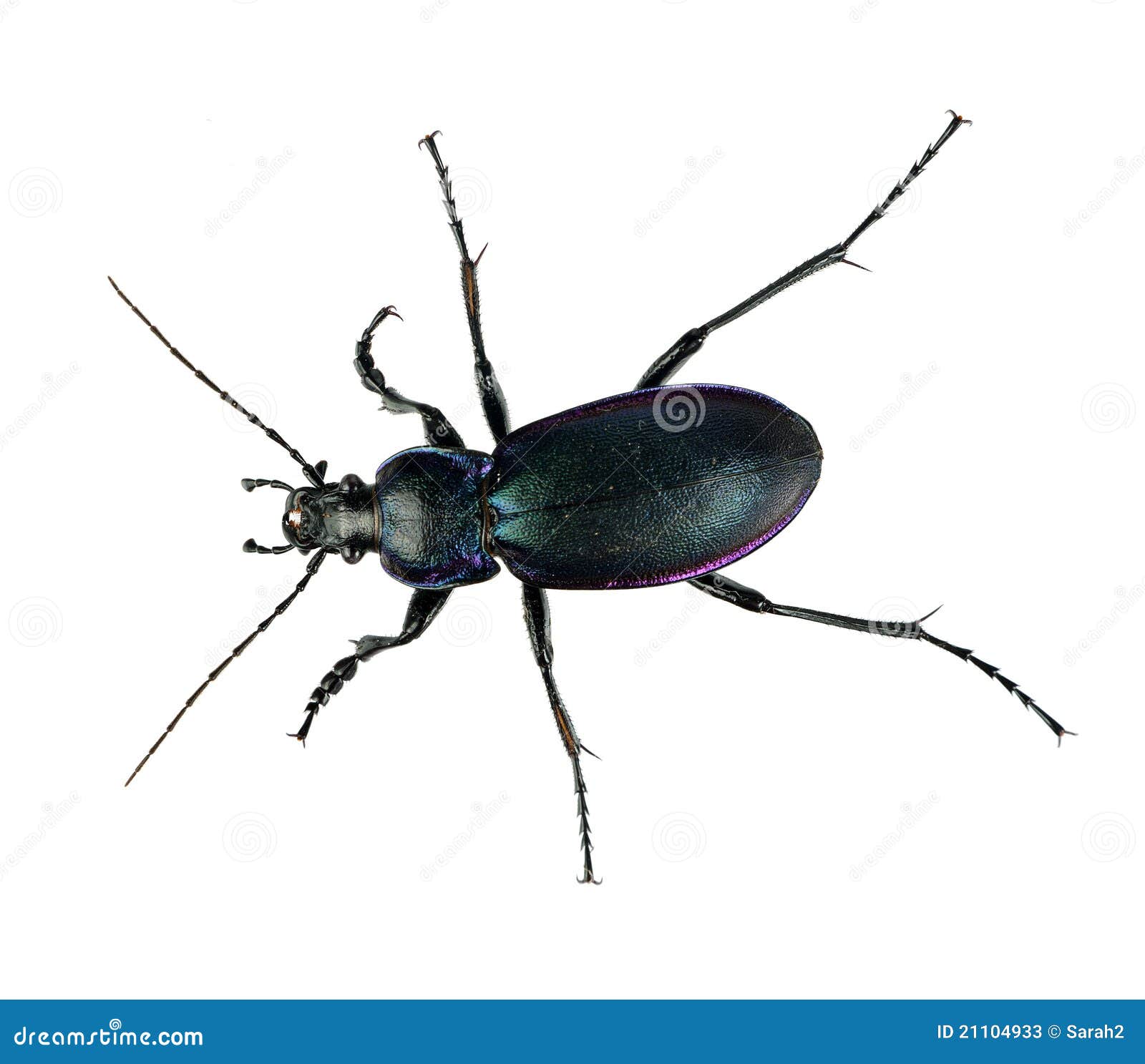 Violet Ground Beetle - Carabus Violaceus, Isolated Stock Image - Image ...