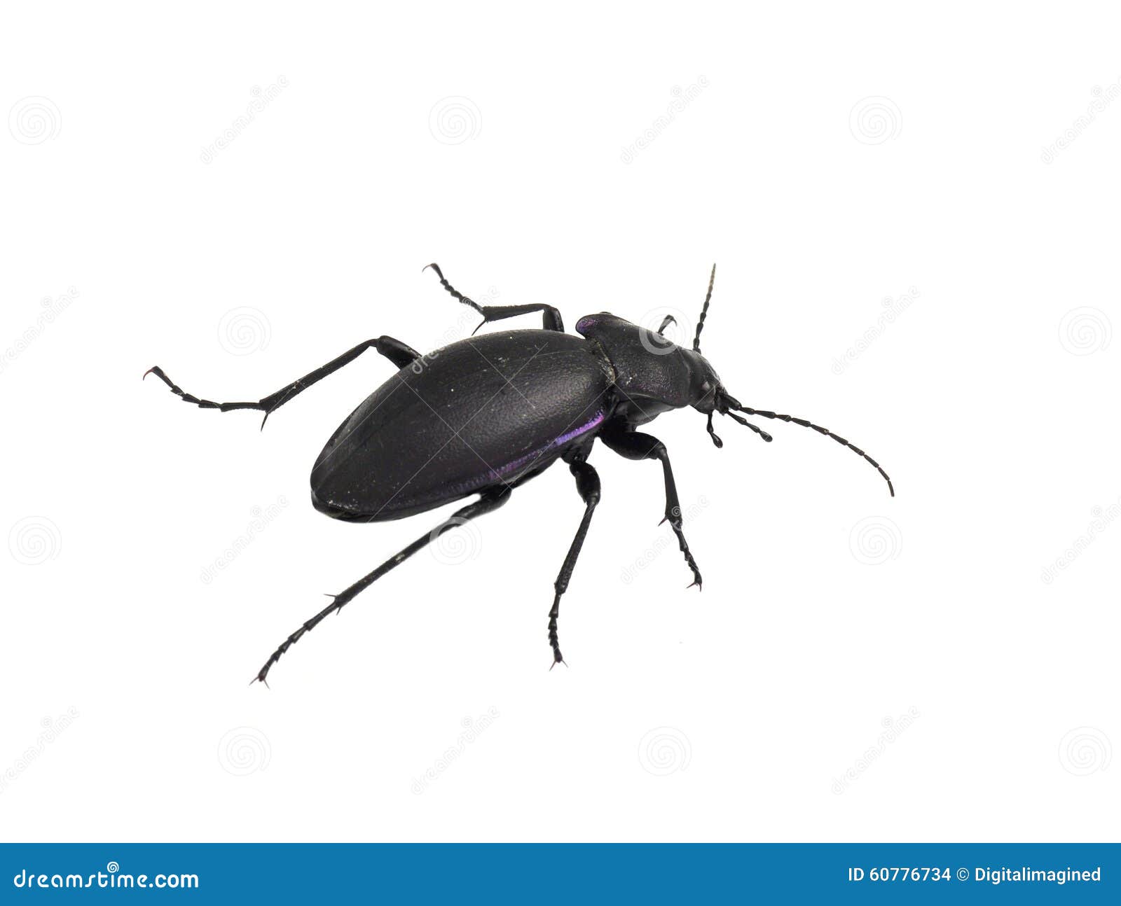 Violet ground beetle stock photo. Image of entomology - 60776734