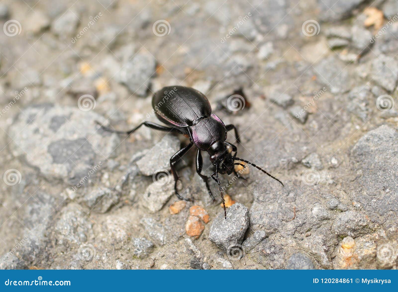 Violet ground beetle stock image. Image of nature, closeup - 120284861