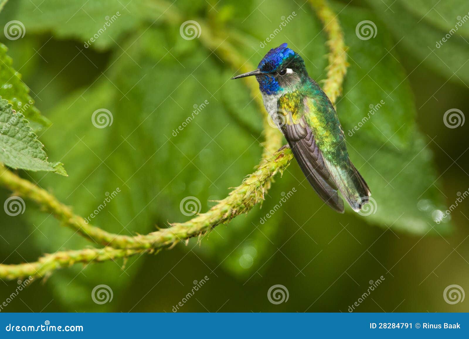 Violet-Headed Hummingbird stock image. Image of perched - 28284791