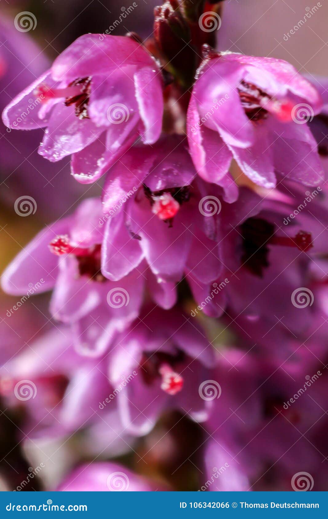 Violet heath blossom stock photo. Image of bloom, lilac - 106342066