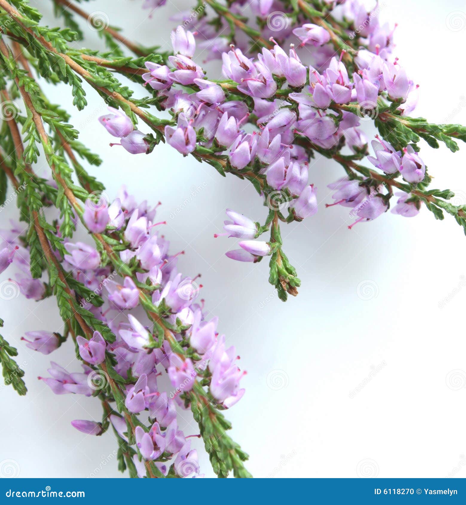 Violet heather. stock photo. Image of natural, plant, bloom - 6118270