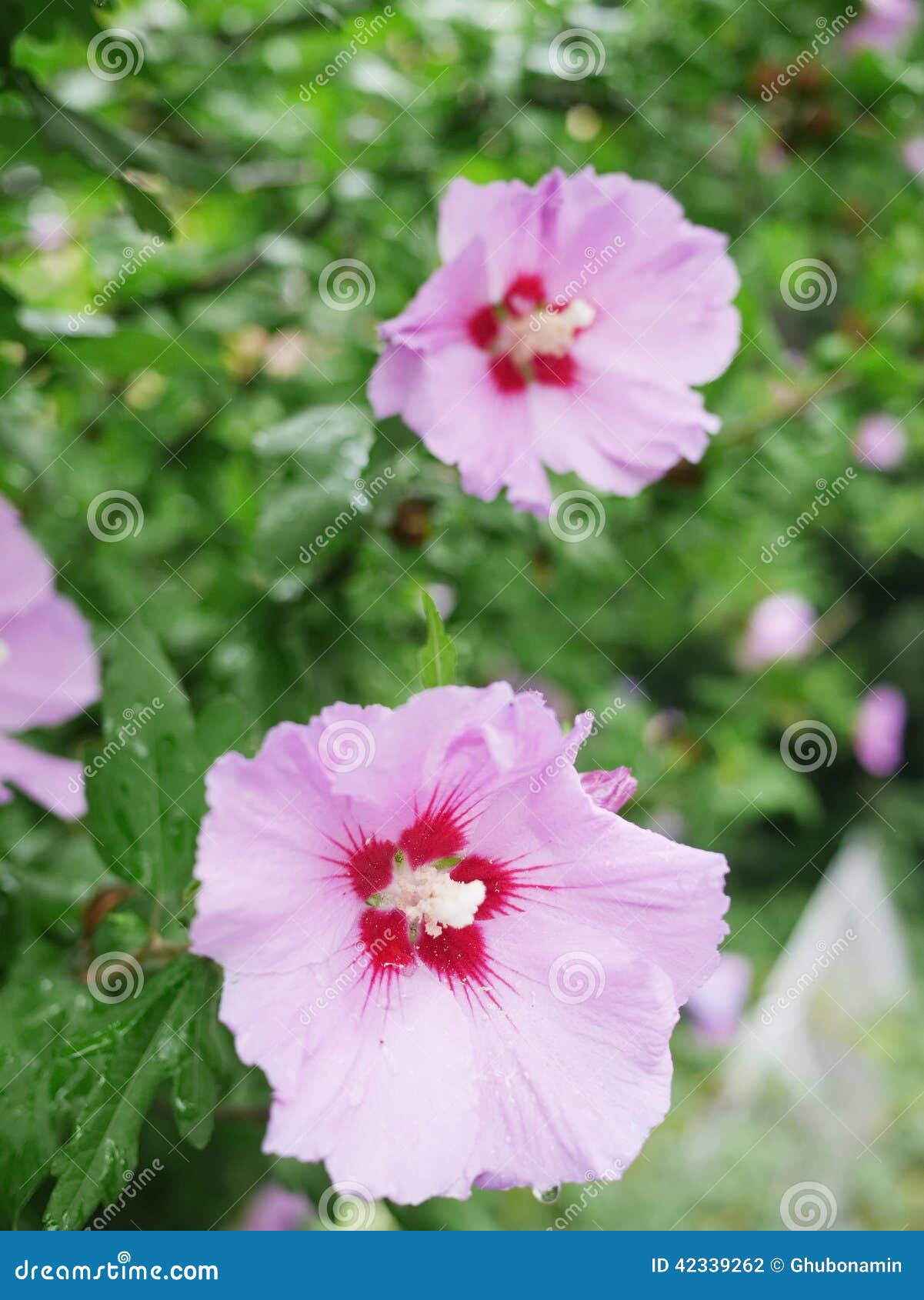 Violet hibiscus stock photo. Image of color, spring, decoration - 42339262