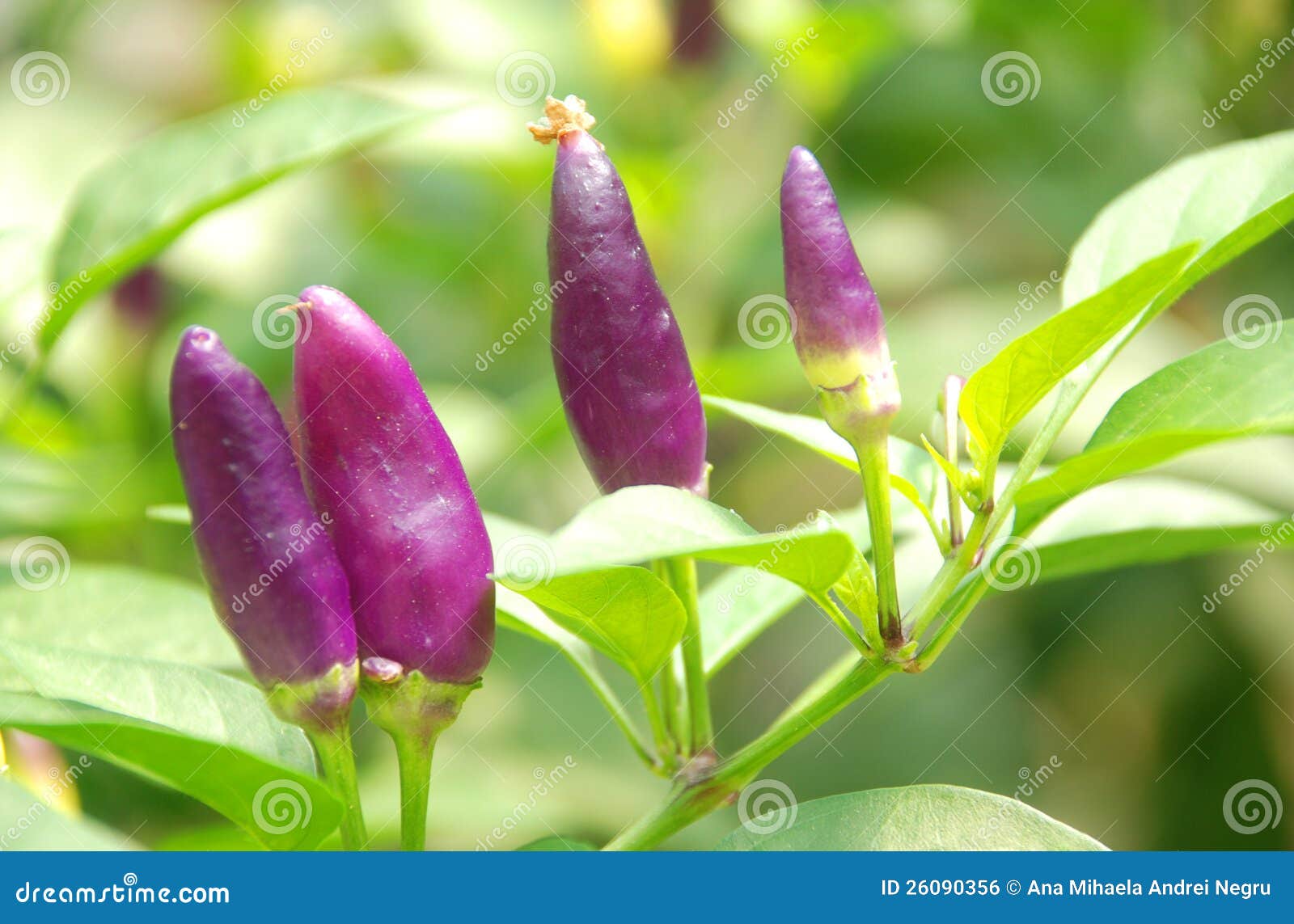 Violet hot peppers stock photo. Image of chili, diet - 26090356