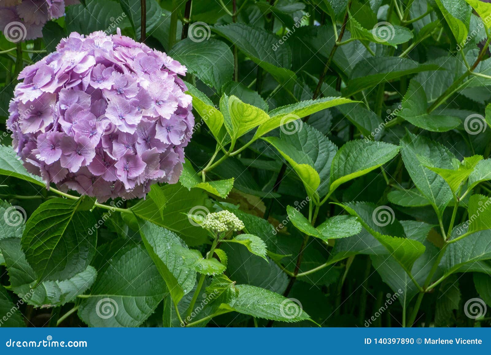 Violet hydrangea flowers stock photo. Image of color - 140397890