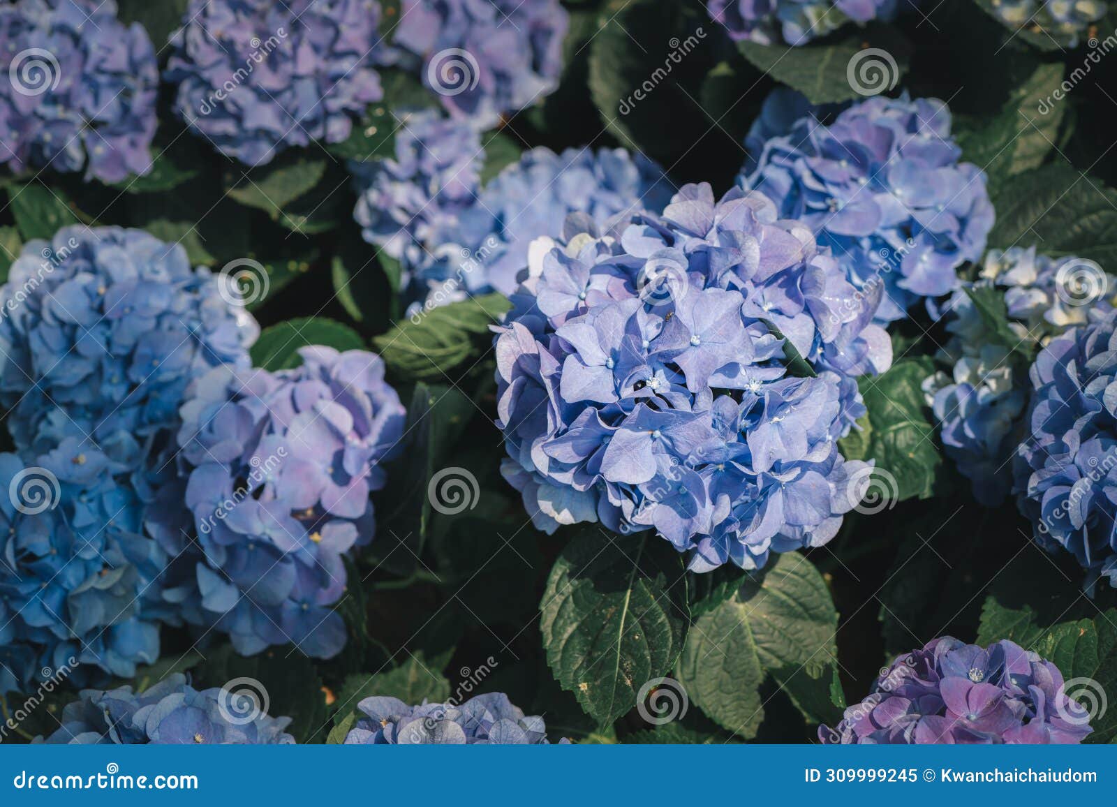 Violet Hydrangea Flower Blooming in Garden. Flower Background Stock ...