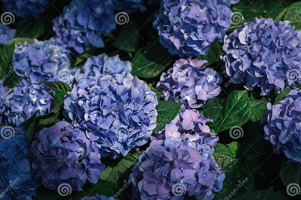 Violet Hydrangea Flower Blooming in Garden. Flower Background Stock ...