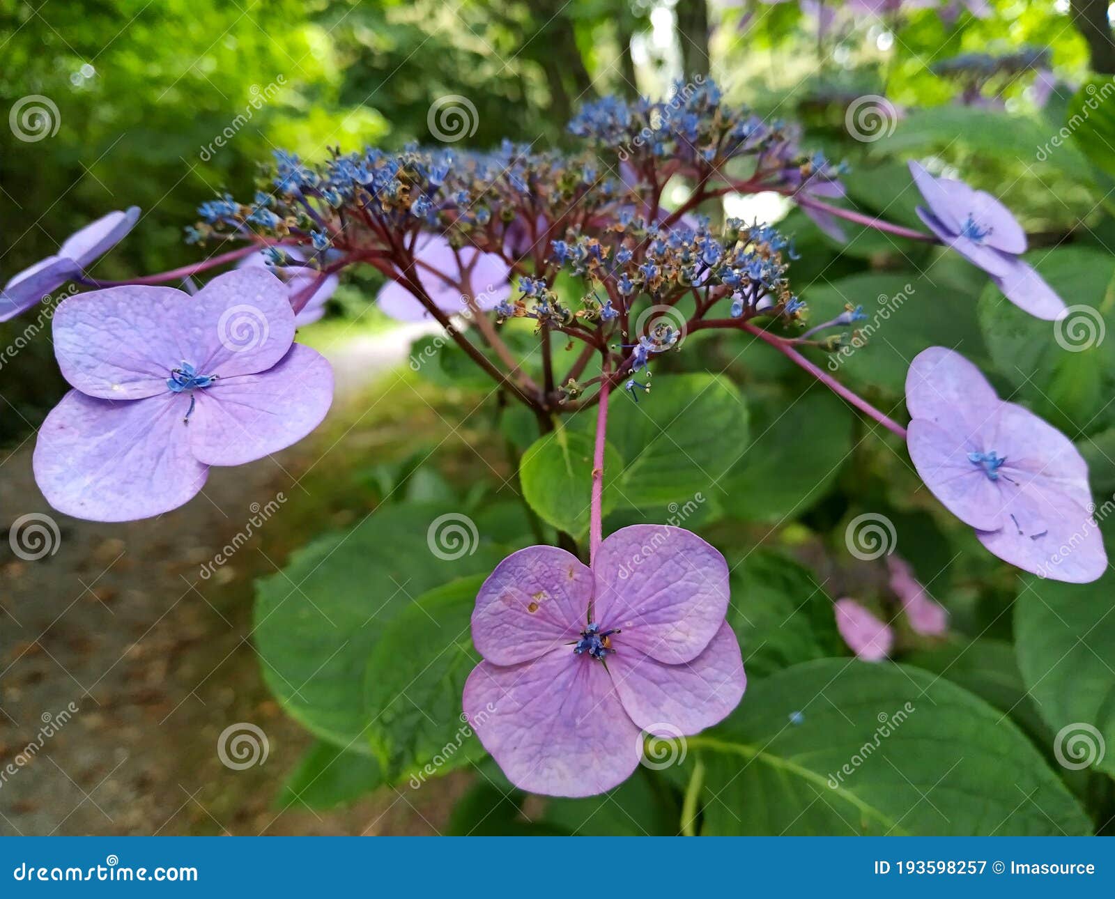Violet Hydrangea flower stock image. Image of flower - 193598257