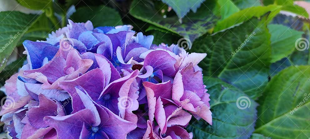 Violet Hydrangea Flower in Summer Close Up Stock Image - Image of ...