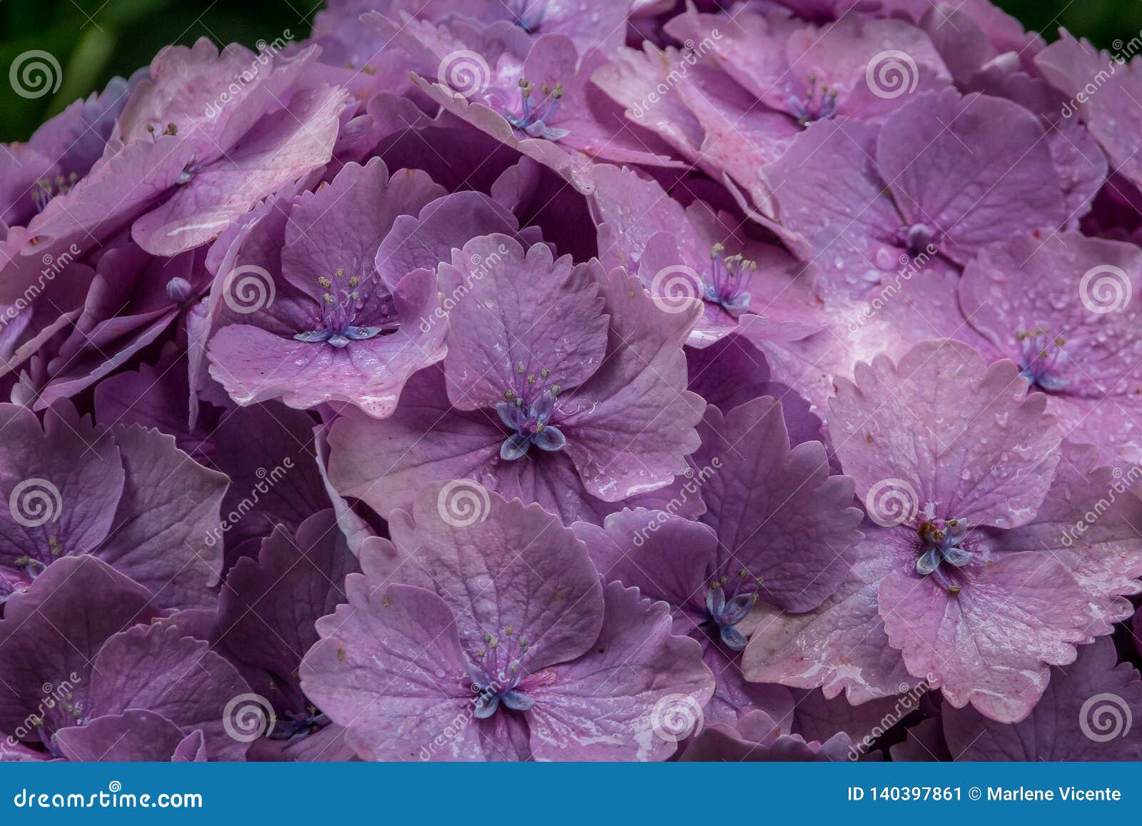Violet hydrangea flowers stock image. Image of leaf - 140397861