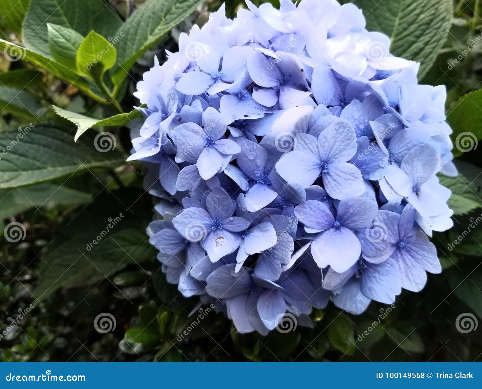 Hydrangea violet beauty stock photo. Image of violet - 100149568