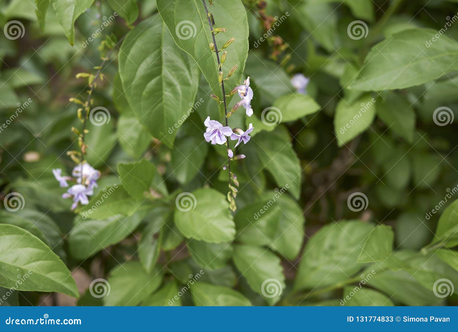 Duranta Erecta Shrub Close Up Stock Image - Image of bloom, bright ...