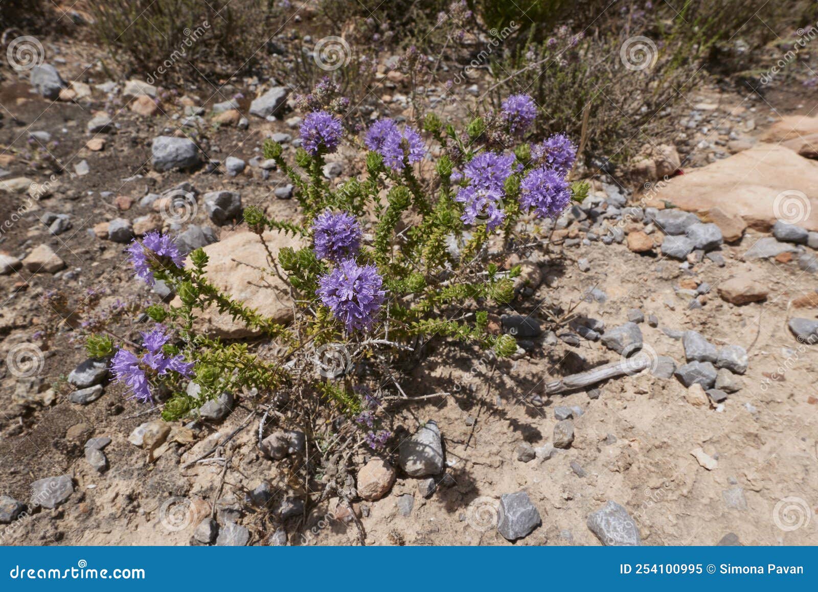 Thymbra capitata in bloom stock image. Image of outdoor - 254100995