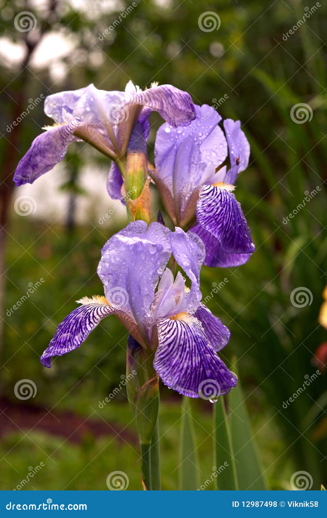 Violet iris stock photo. Image of flowers, stalk, violet - 12987498