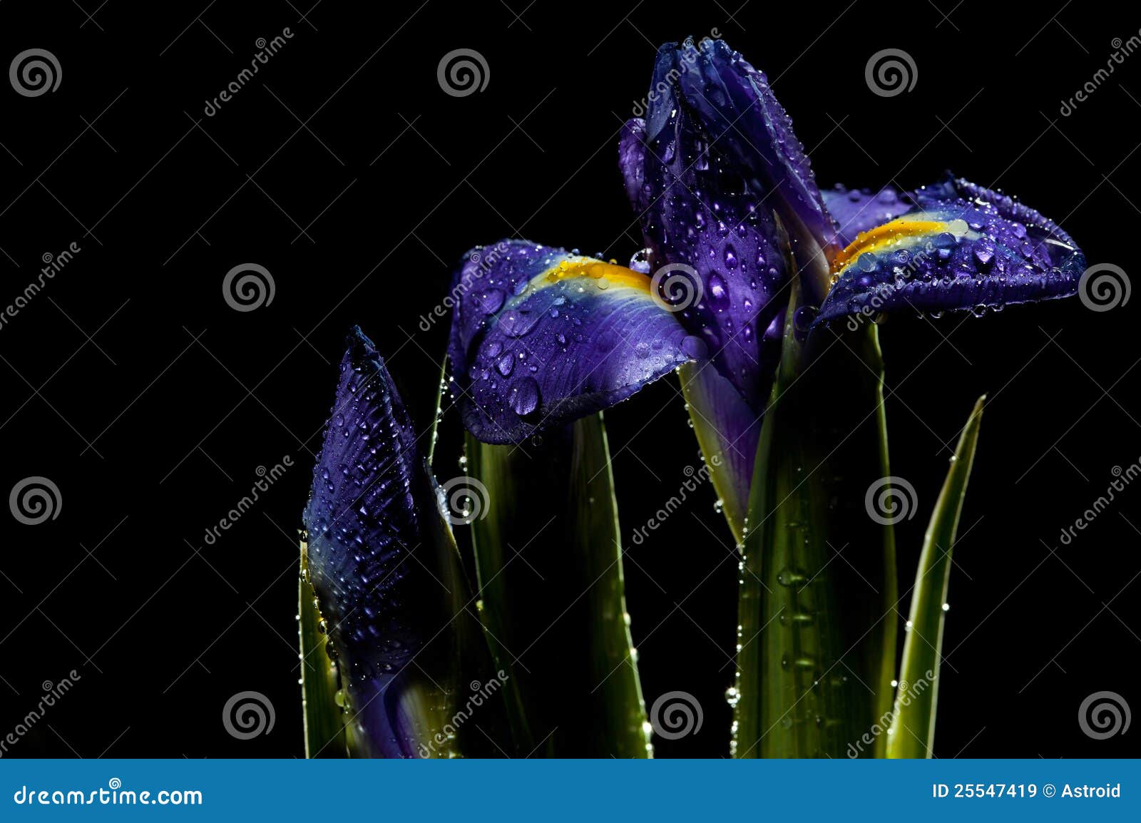 Violet iris stock image. Image of flora, beauty, garden - 25547419