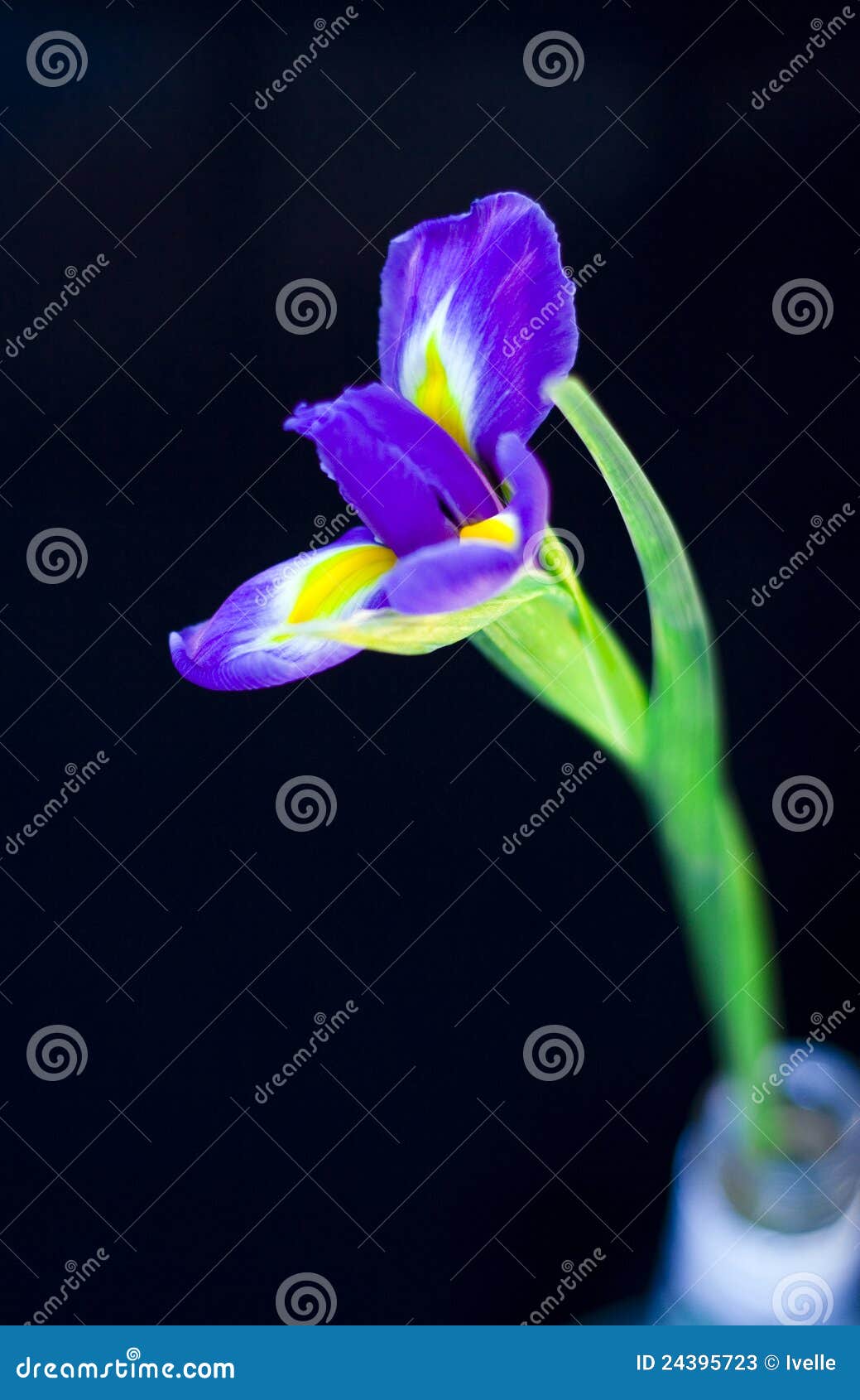 Violet iris blooming stock image. Image of field, dark - 24395723