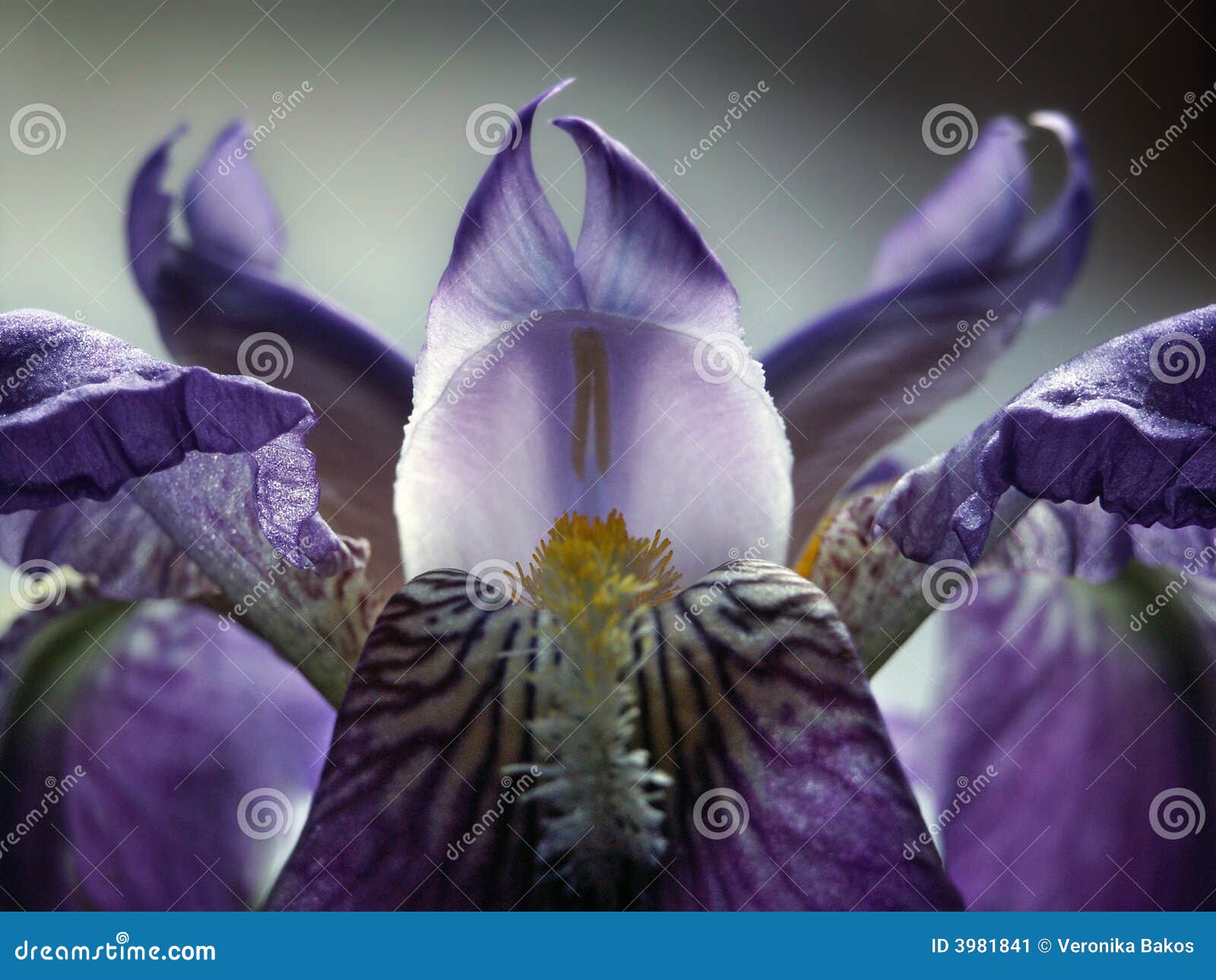 Violet iris close-up stock image. Image of iris, close - 3981841