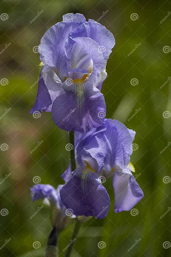 Violet iris flower stock image. Image of iris, fresh - 181771001