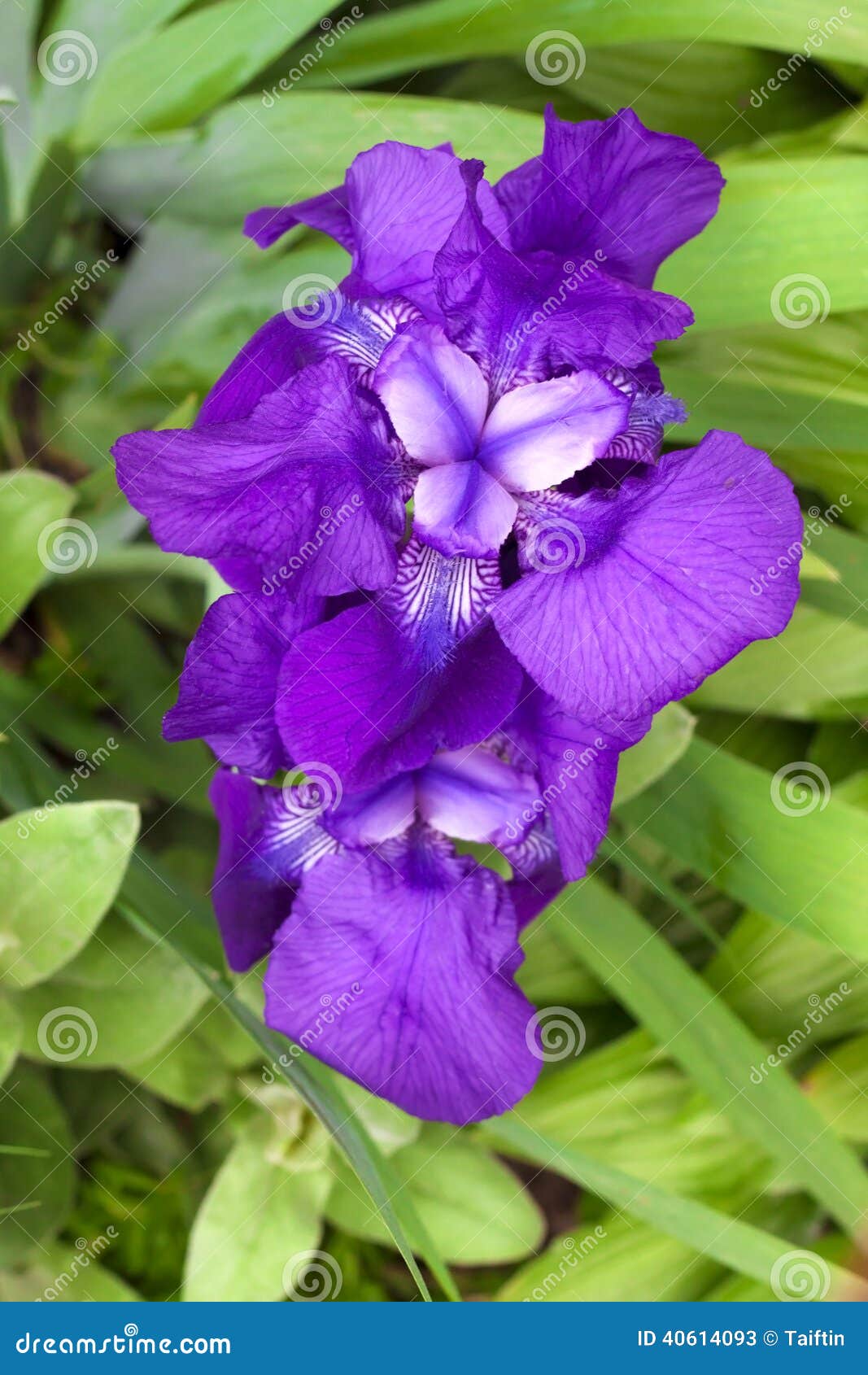 Violet iris flower closeup stock image. Image of closeup - 40614093
