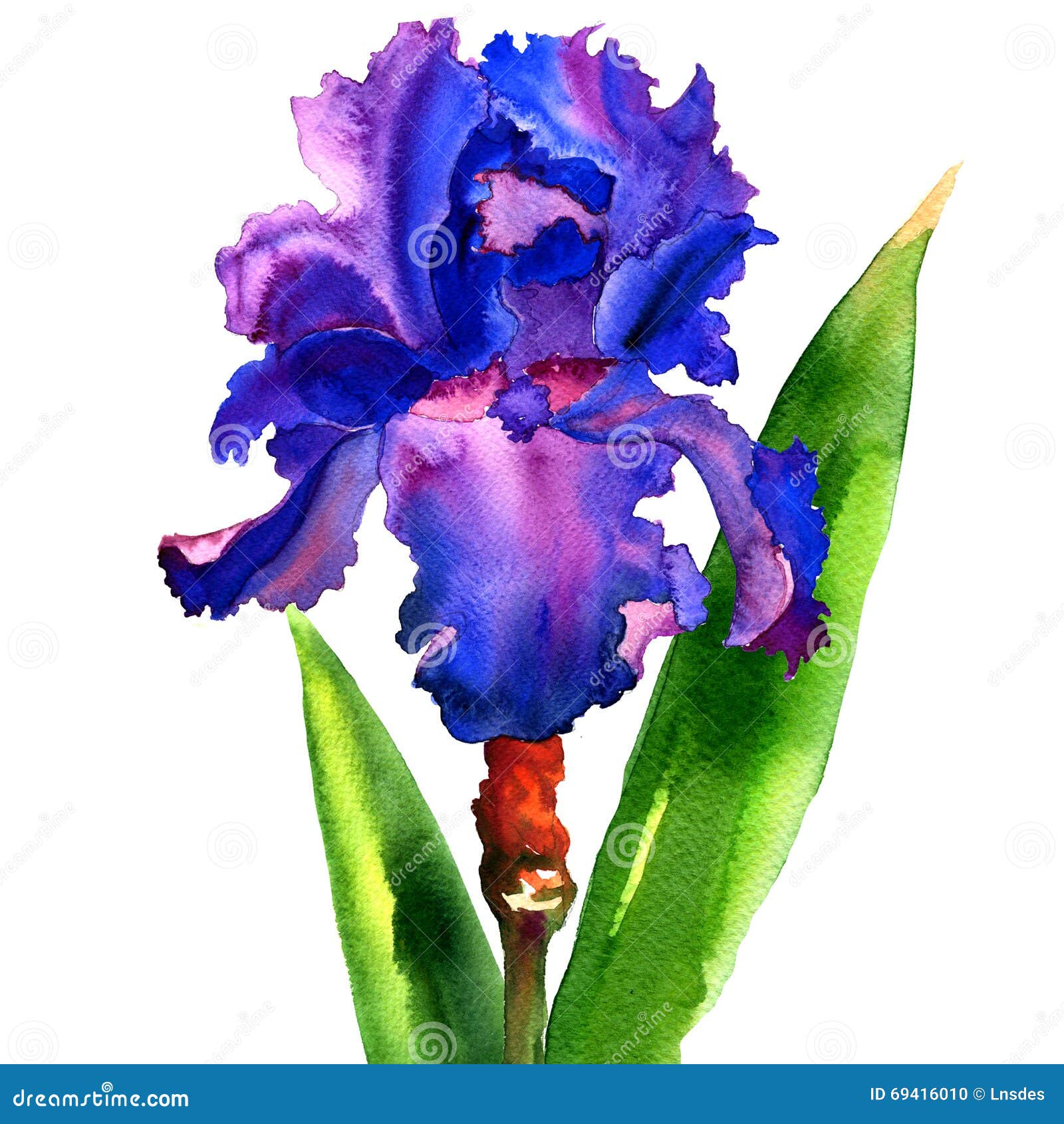 Violet Iris Flower Stock Illustrations – 3,020 Violet Iris Flower Stock ...