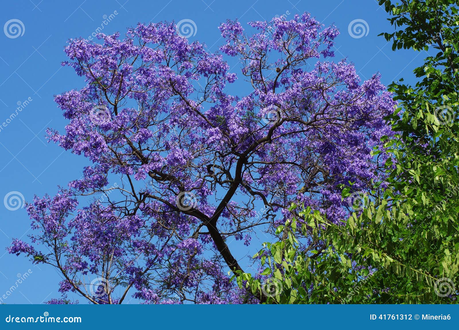 Violet Jacaranda tree stock photo. Image of beauty, fragile - 41761312