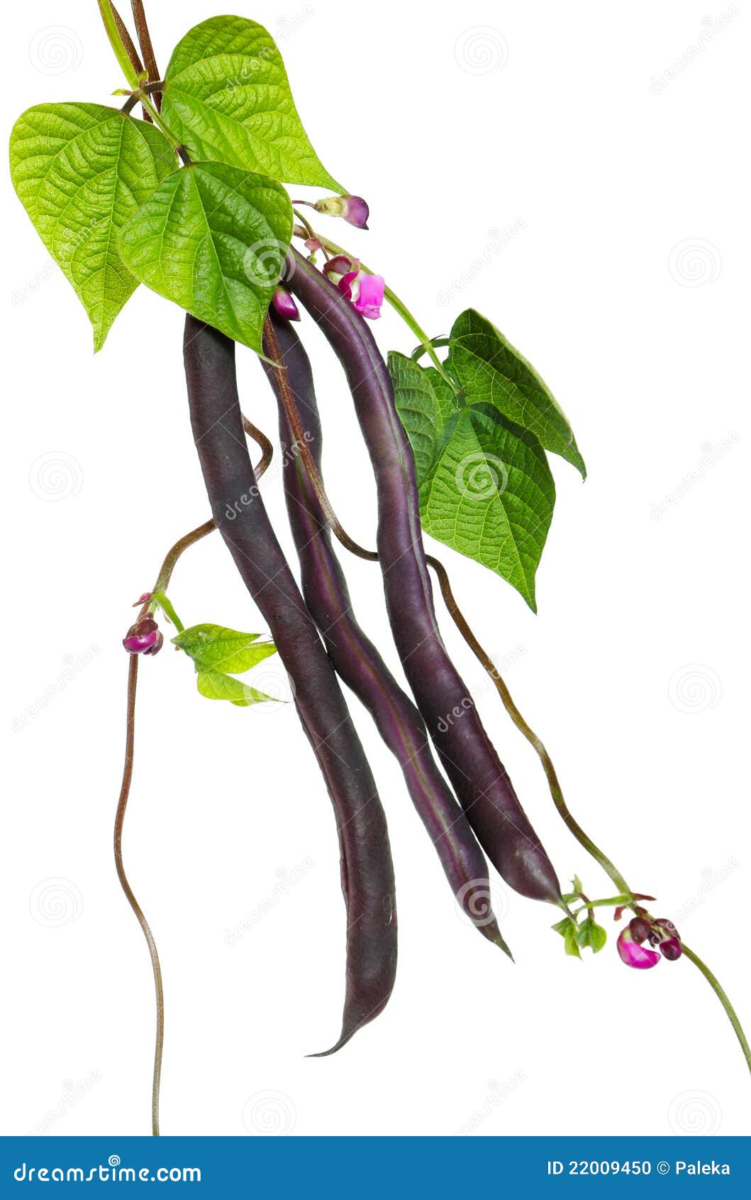 Violet kidney beans stock photo. Image of green, natural - 22009450