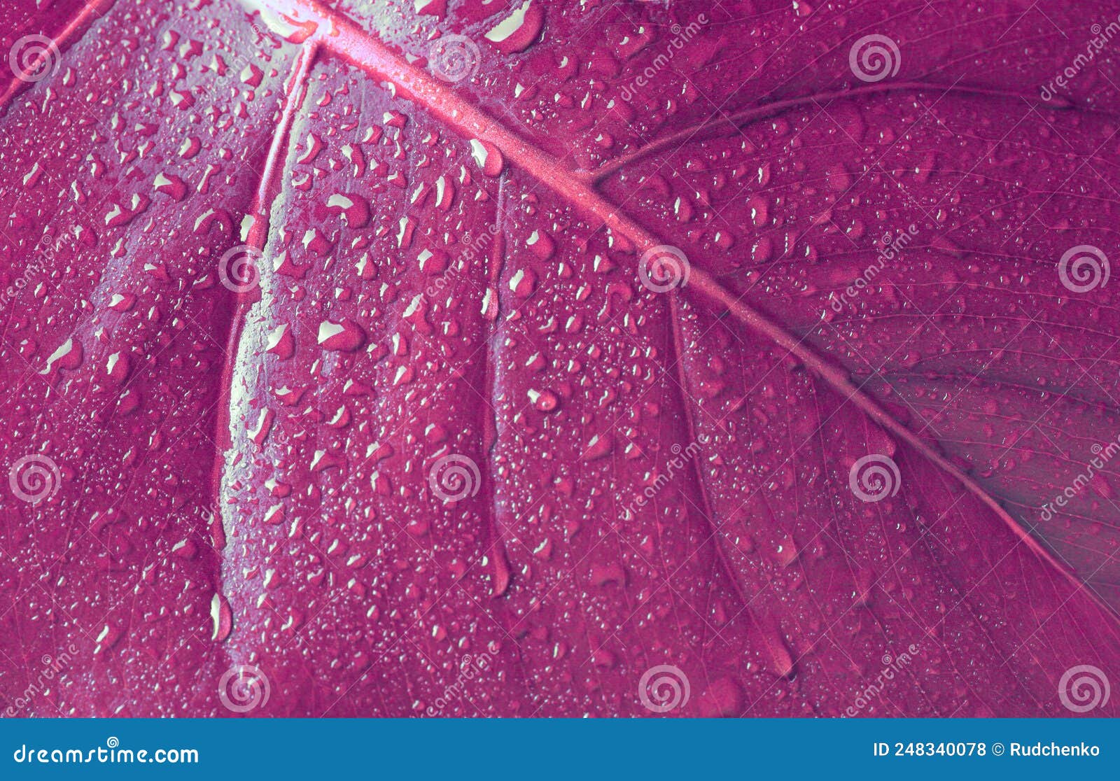 Violet Laef With Drops. Nature Background. Saturation Color Royalty ...