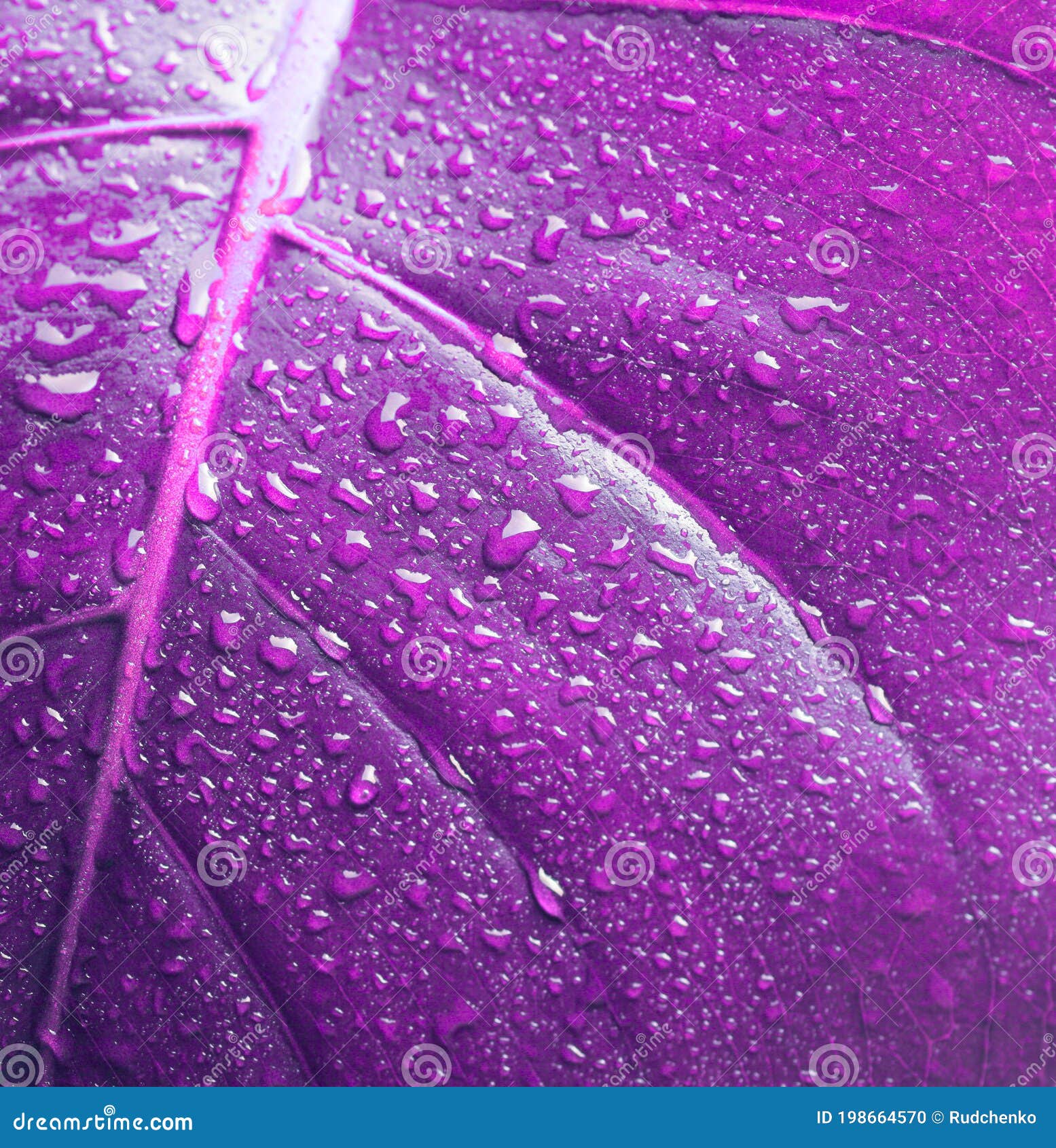 Violet Laef with Drops. Nature Background. Saturation Color Stock Photo ...