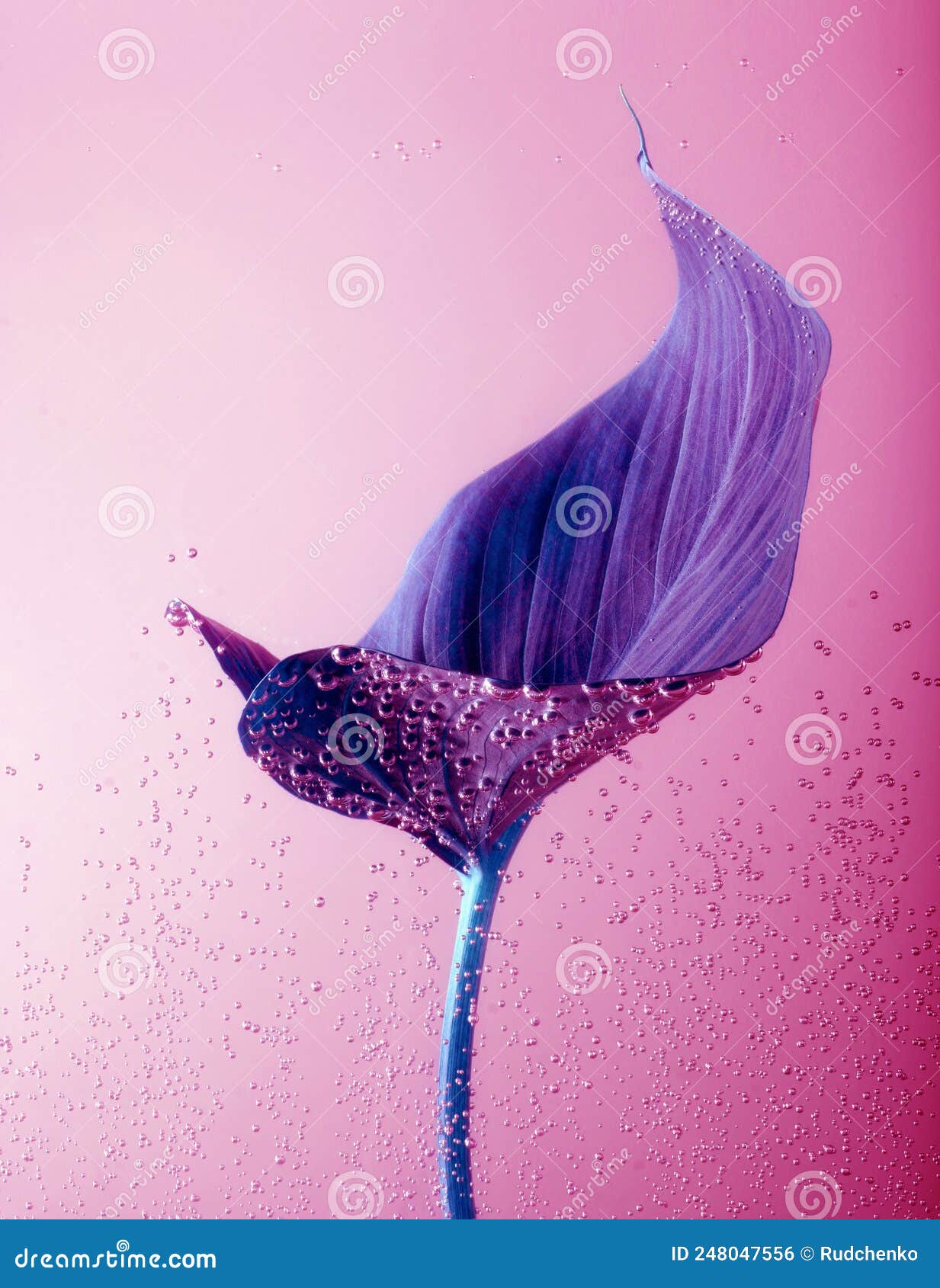 Violet Laef with Drops in Pink Water Stock Photo - Image of leaf, bath ...