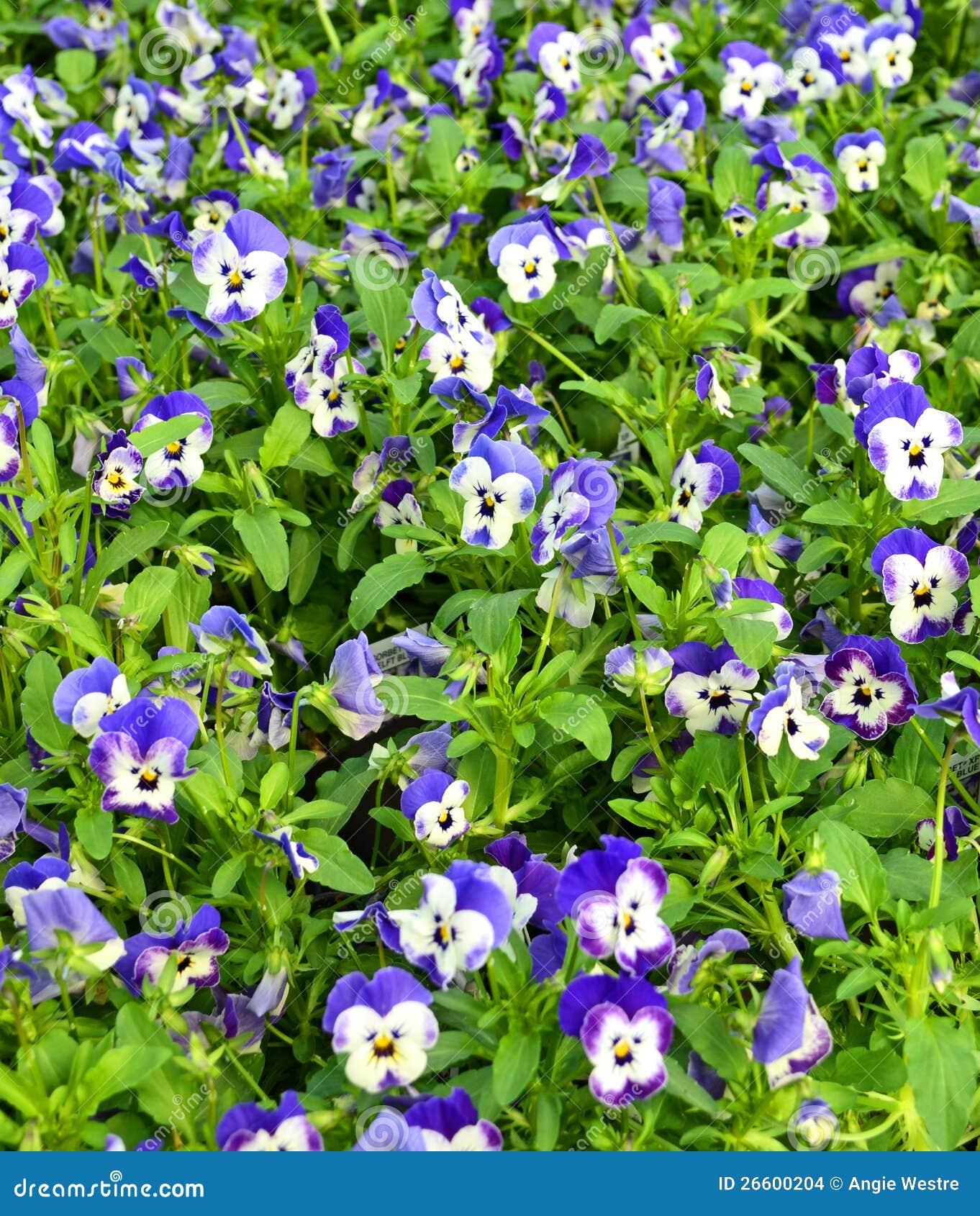 Violet landscape stock photo. Image of soil, organic - 26600204