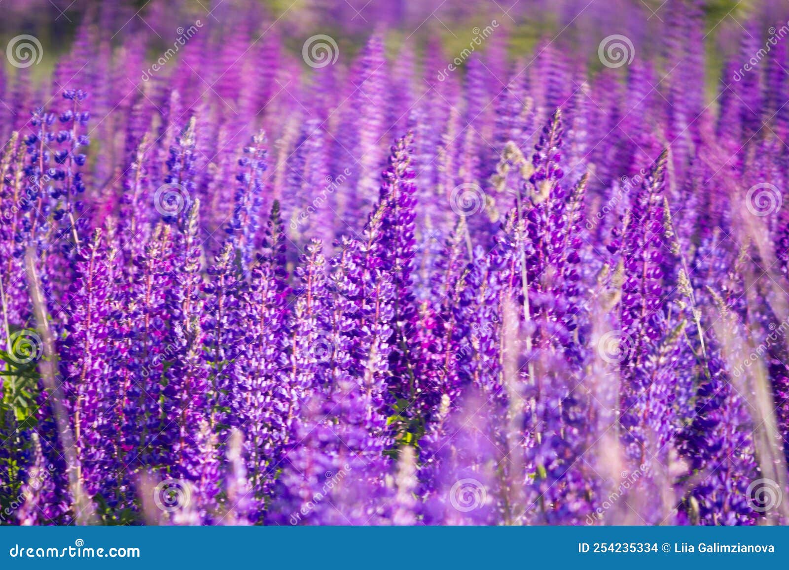 Violet lavender field stock photo. Image of beautiful - 254235334