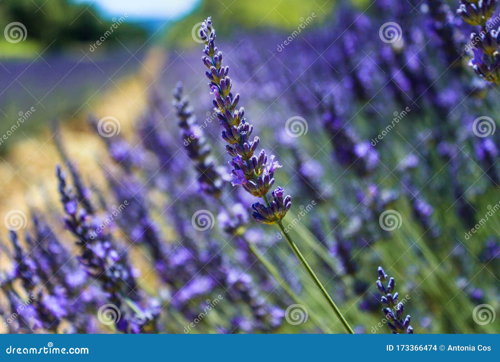 Violet Lavender Field at Soft Light Effect for Your Floral Background ...