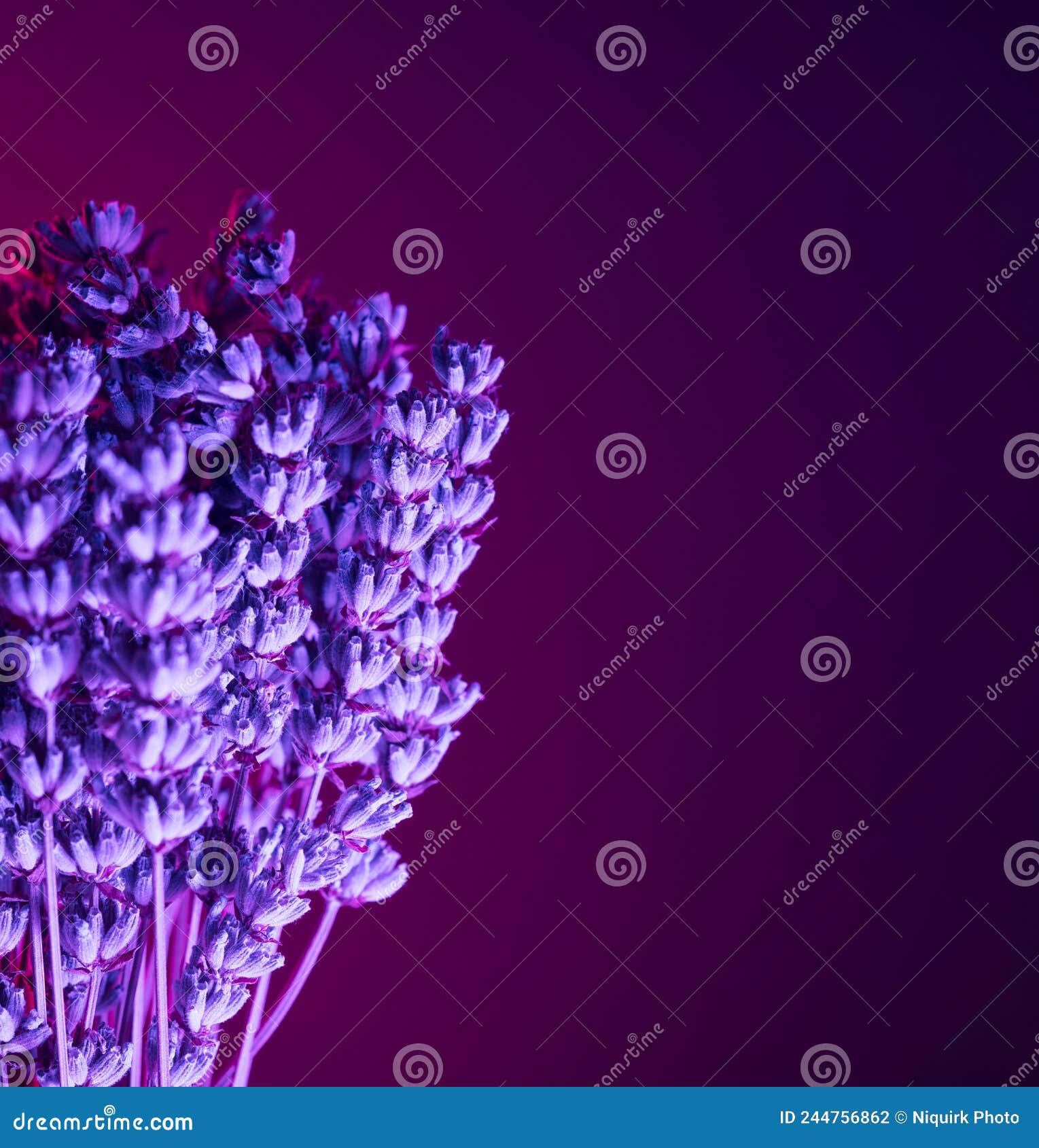 Violet Lavender Flowers in a Bunch on a Dark Background. Stock Photo ...