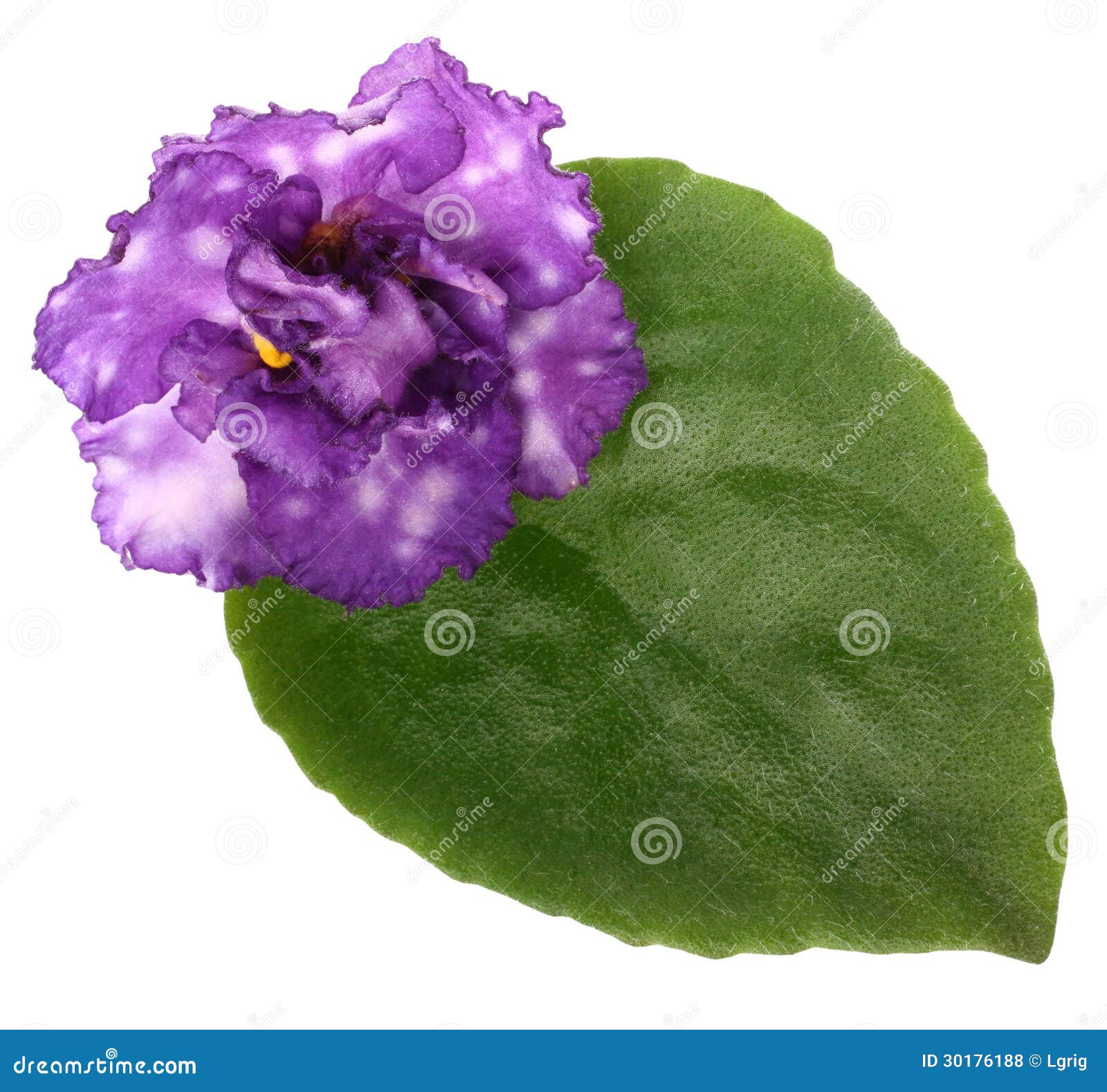 Violet with leaf close-up stock photo. Image of saintpaulia - 30176188