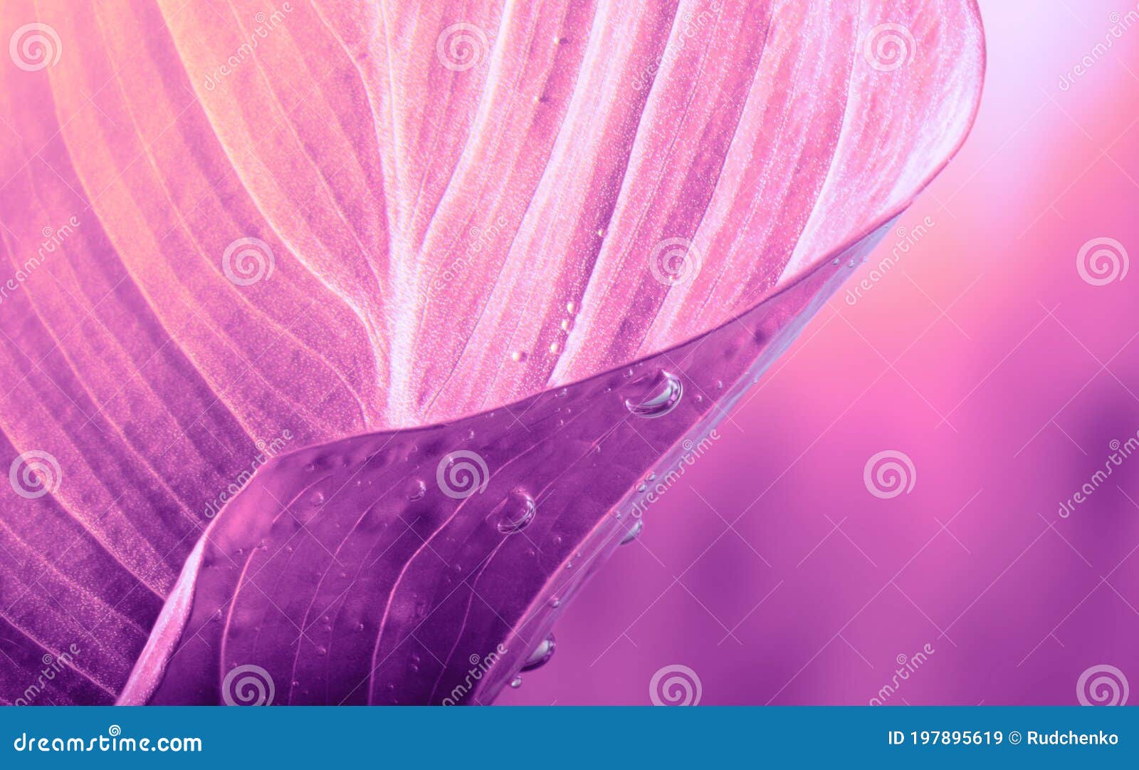 Violet Leaf with Drops. Nature Background Stock Illustration ...