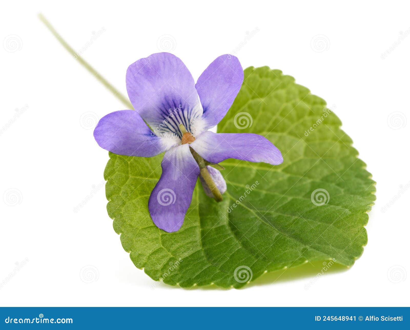 Violet with leaf stock image. Image of viola, flora - 245648941
