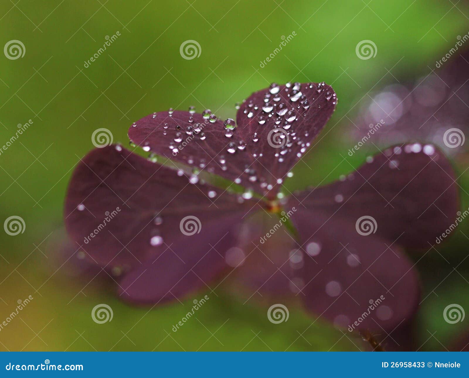 Violet Leaves with Raindrops Stock Image - Image of raindrops, mauve ...