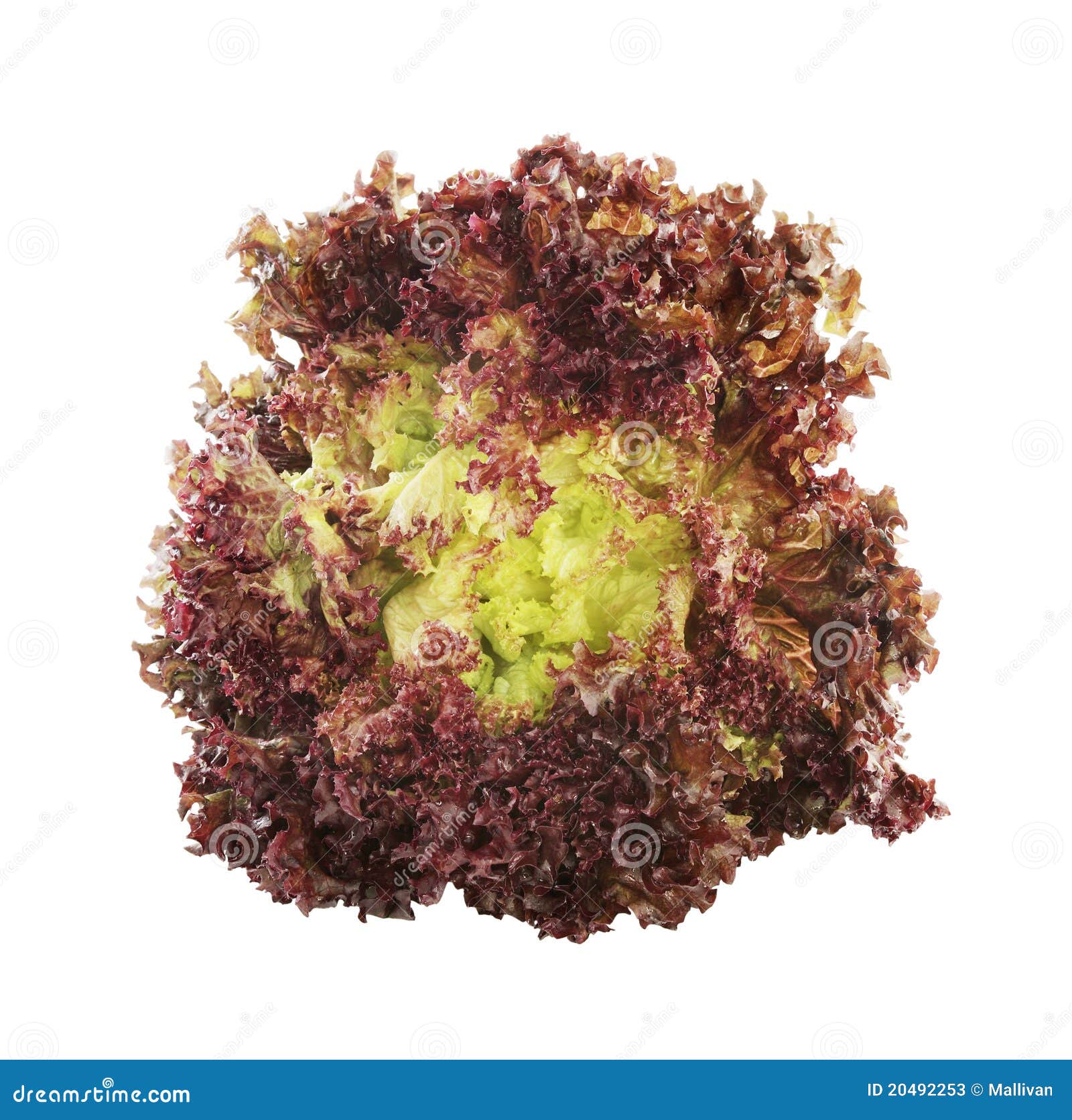 Violet lettuce stock image. Image of curly, ingredient - 20492253