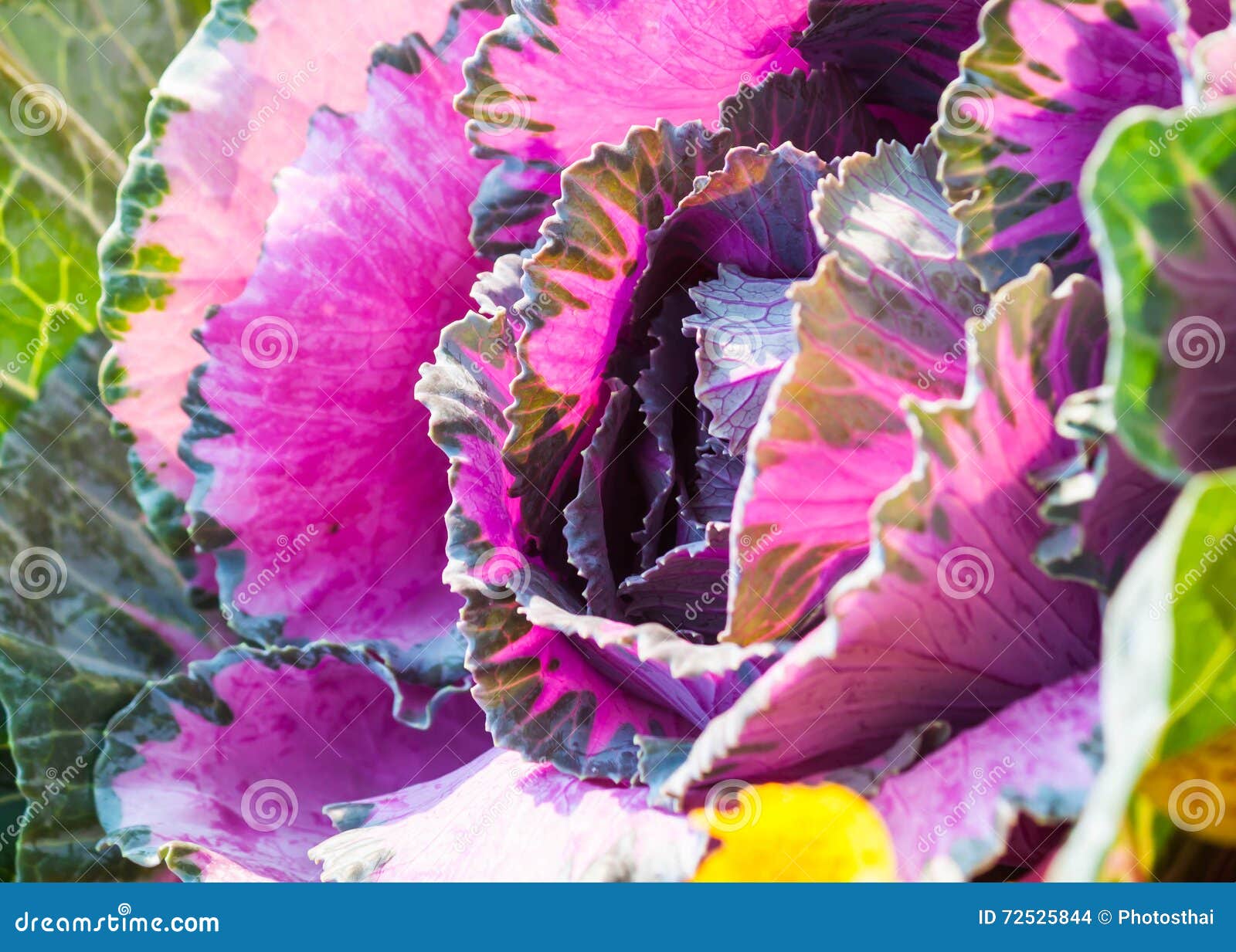 Violet lettuce of bouquet. stock photo. Image of breakfast - 72525844