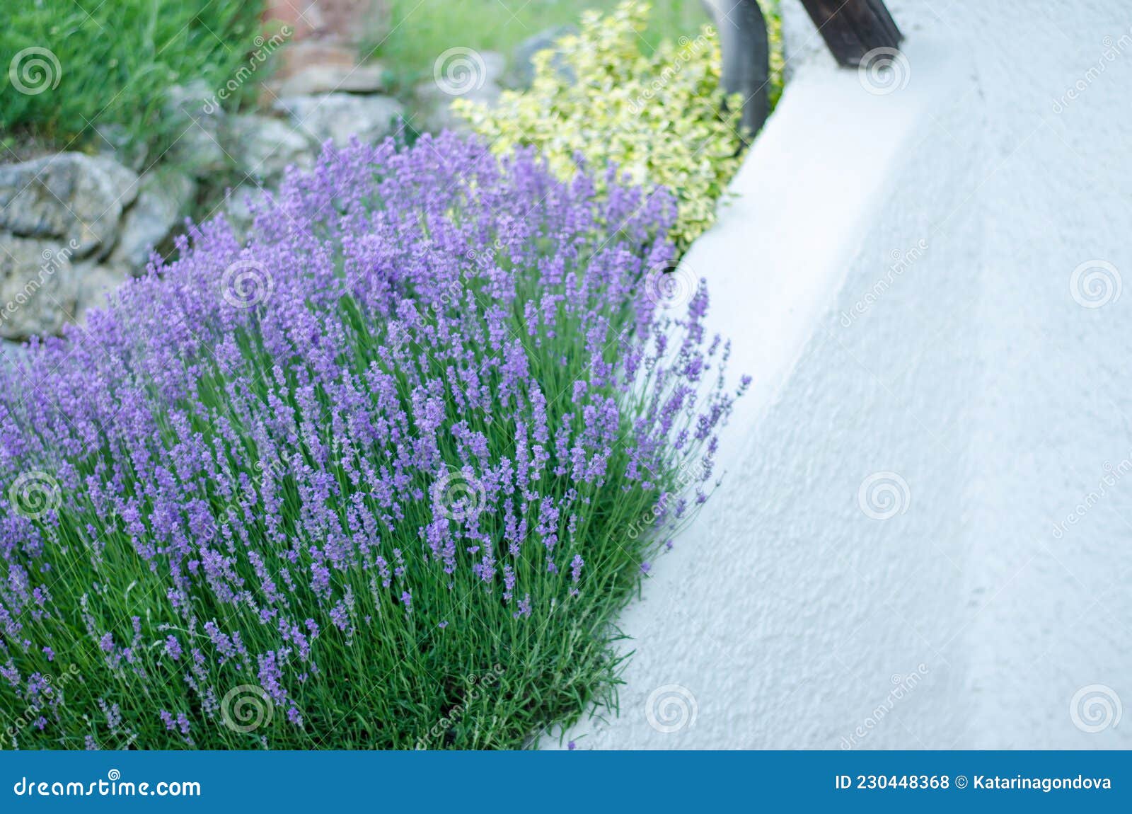 Levander stock photo. Image of blue, medicine, meadow - 230448368